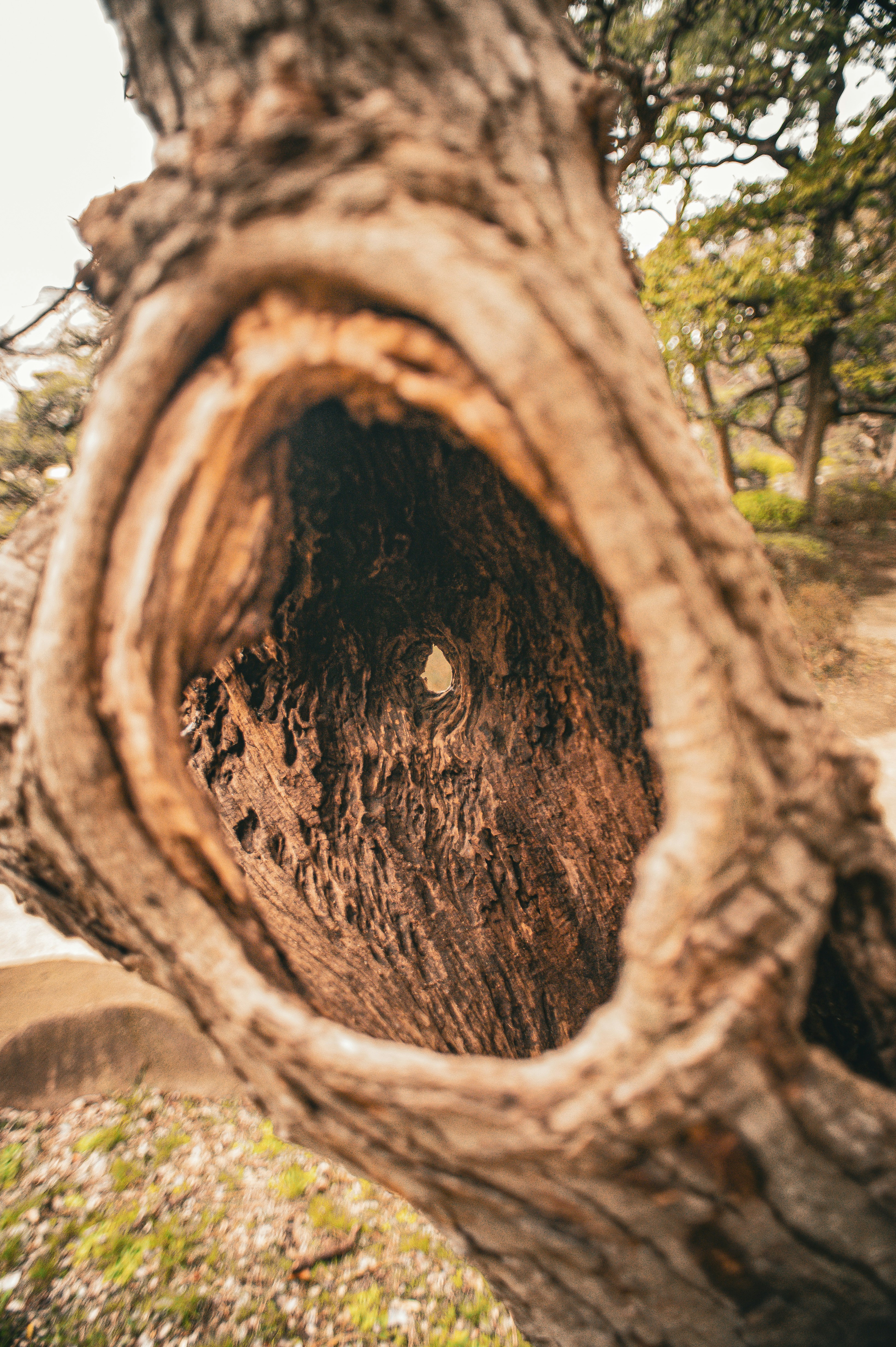 Eye of the Hollow: A Ringed Trunk's Circular Chamber