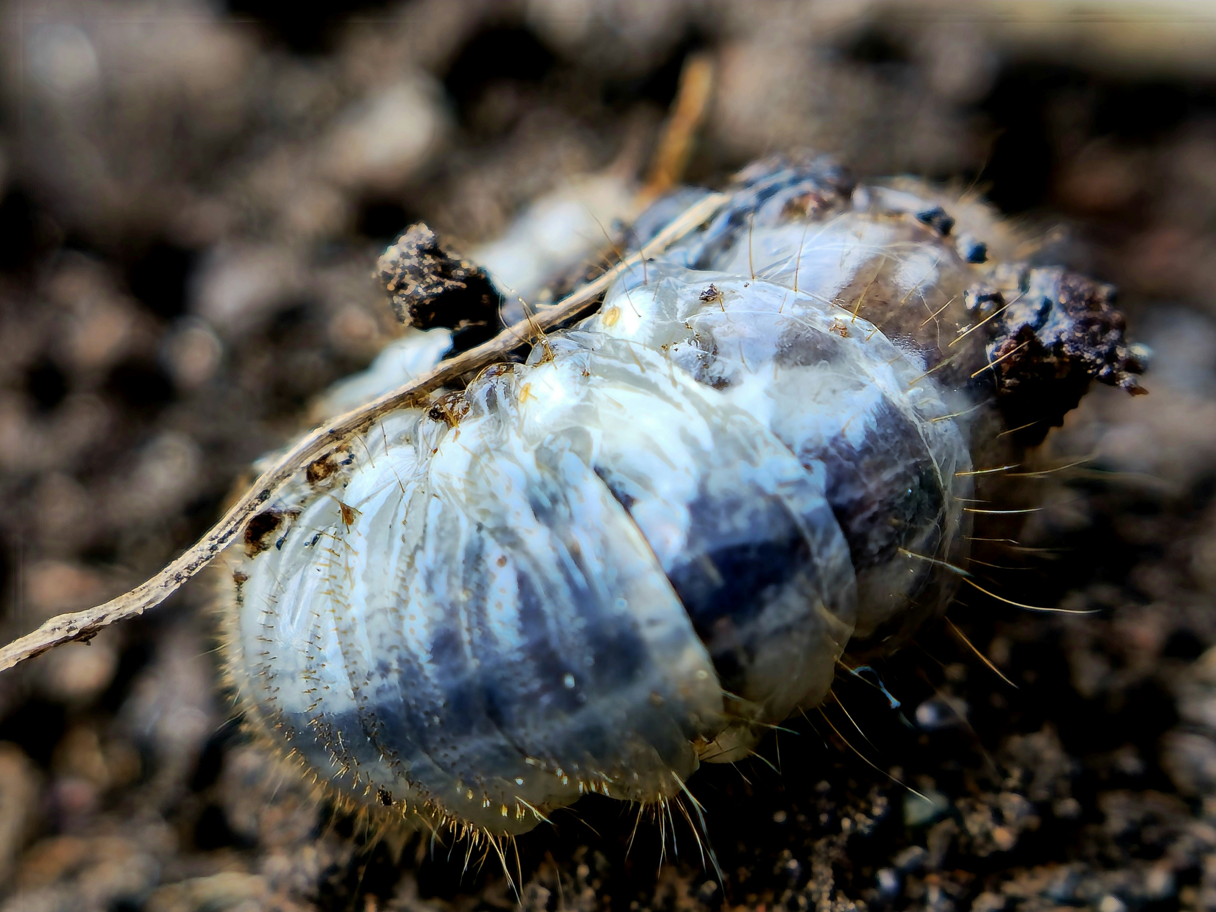 Blue-Gray Segments: A Macro Portrait of a Tiny Arthropod Husk on Damp Soil