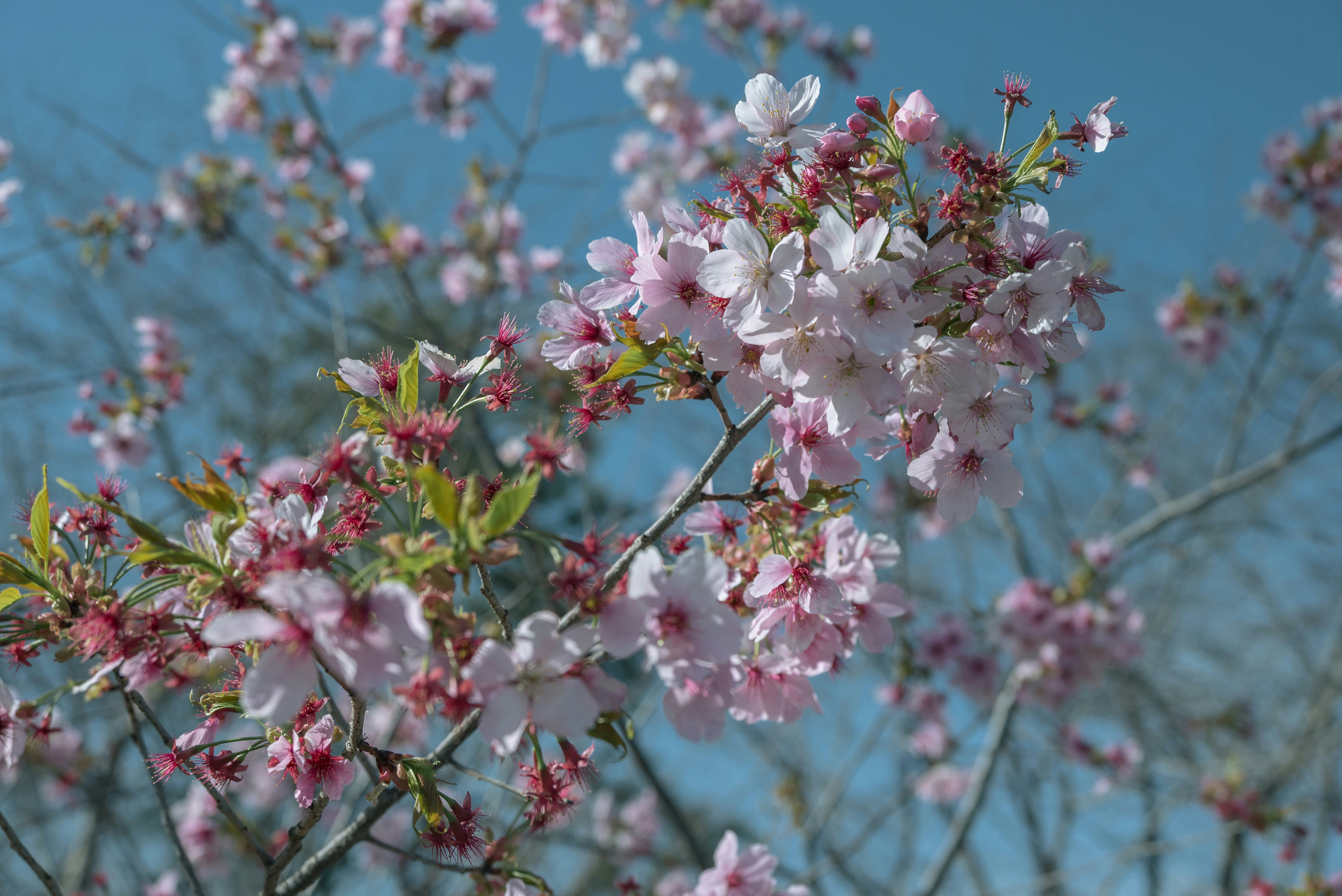 Petal Crescendo: Cherry Blossoms Against a Sky-Blue Backdrop