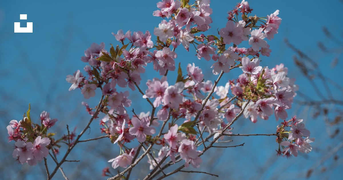 手前にピンクの花を咲かせ、背景に青い空をあしらった木の写真 Unsplashの無料中国写真