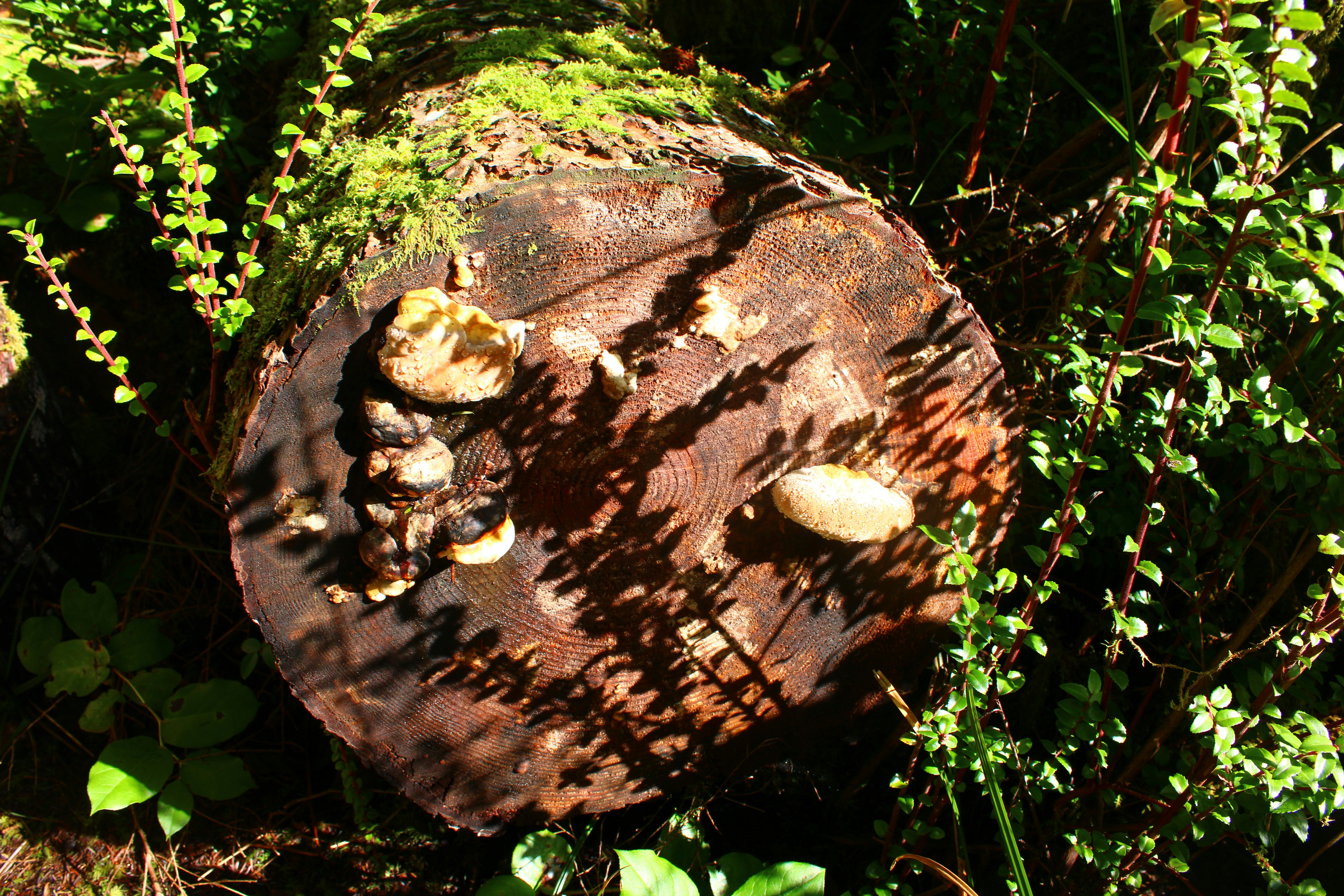 Sunlit Shelf Fungi on a Weathered Log Amid Green Underbrush