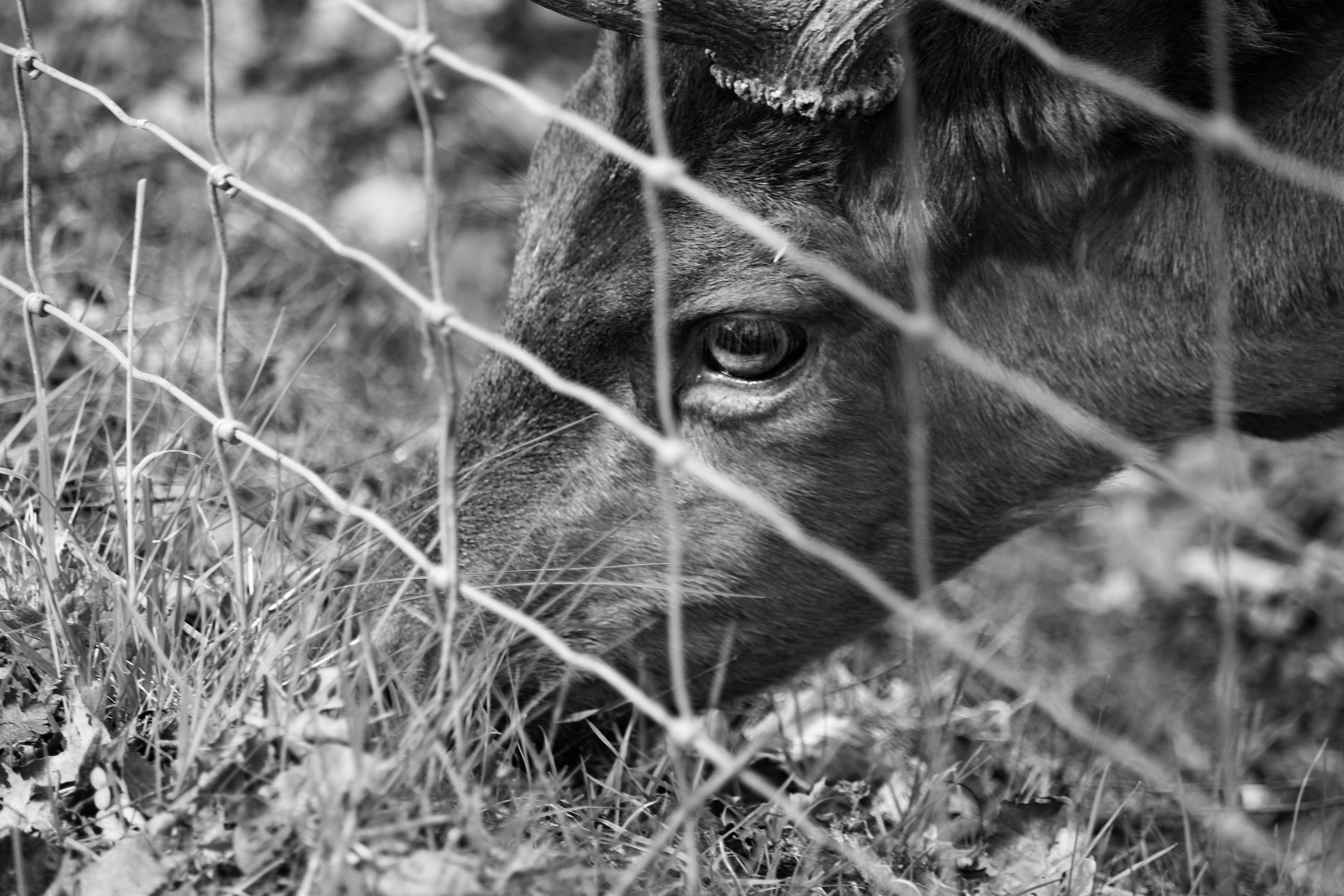 Hidden in the Fence: A Piglet's Quiet Gaze