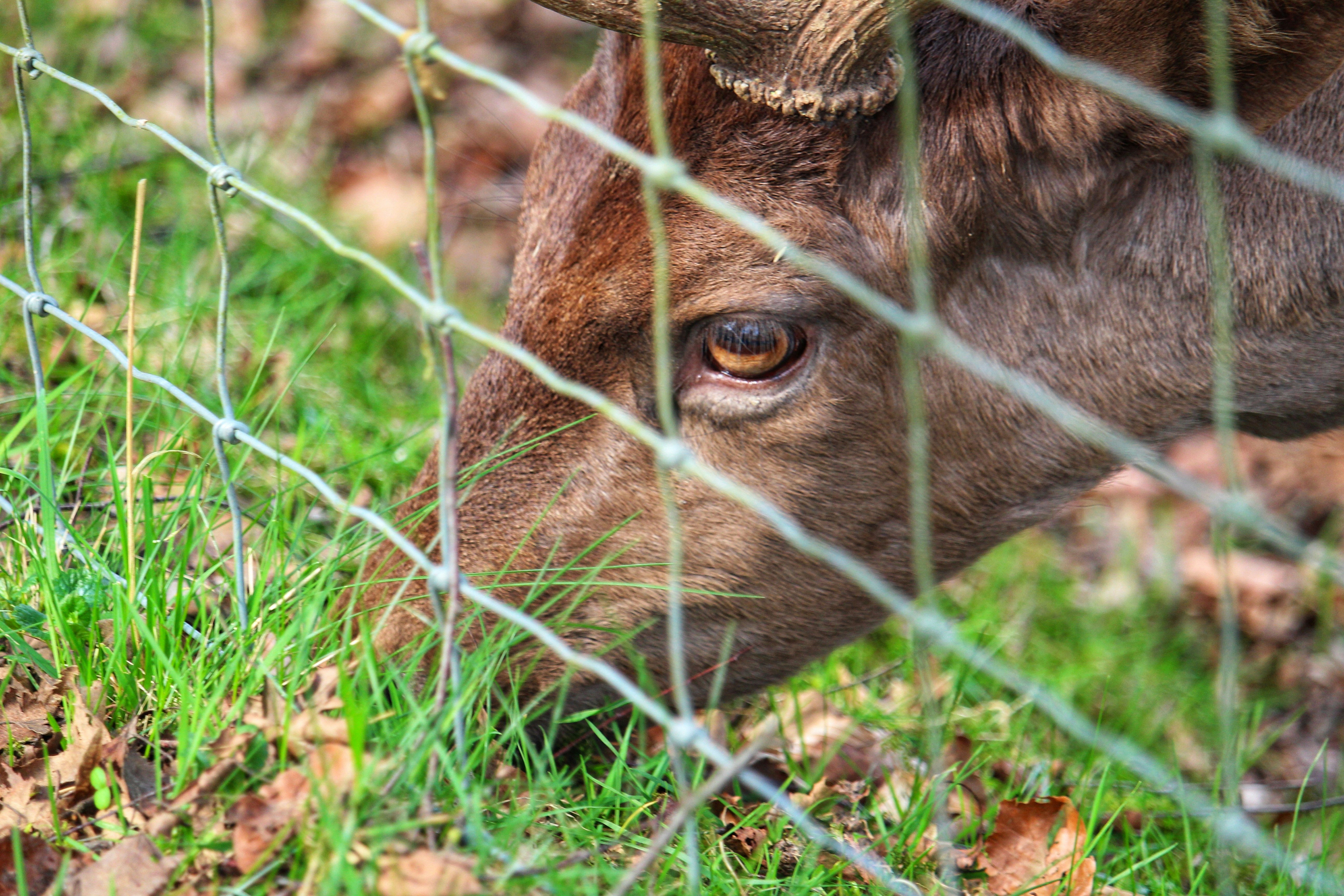Close-up of a Browsing Goat: Anxious Gaze Through Fencing