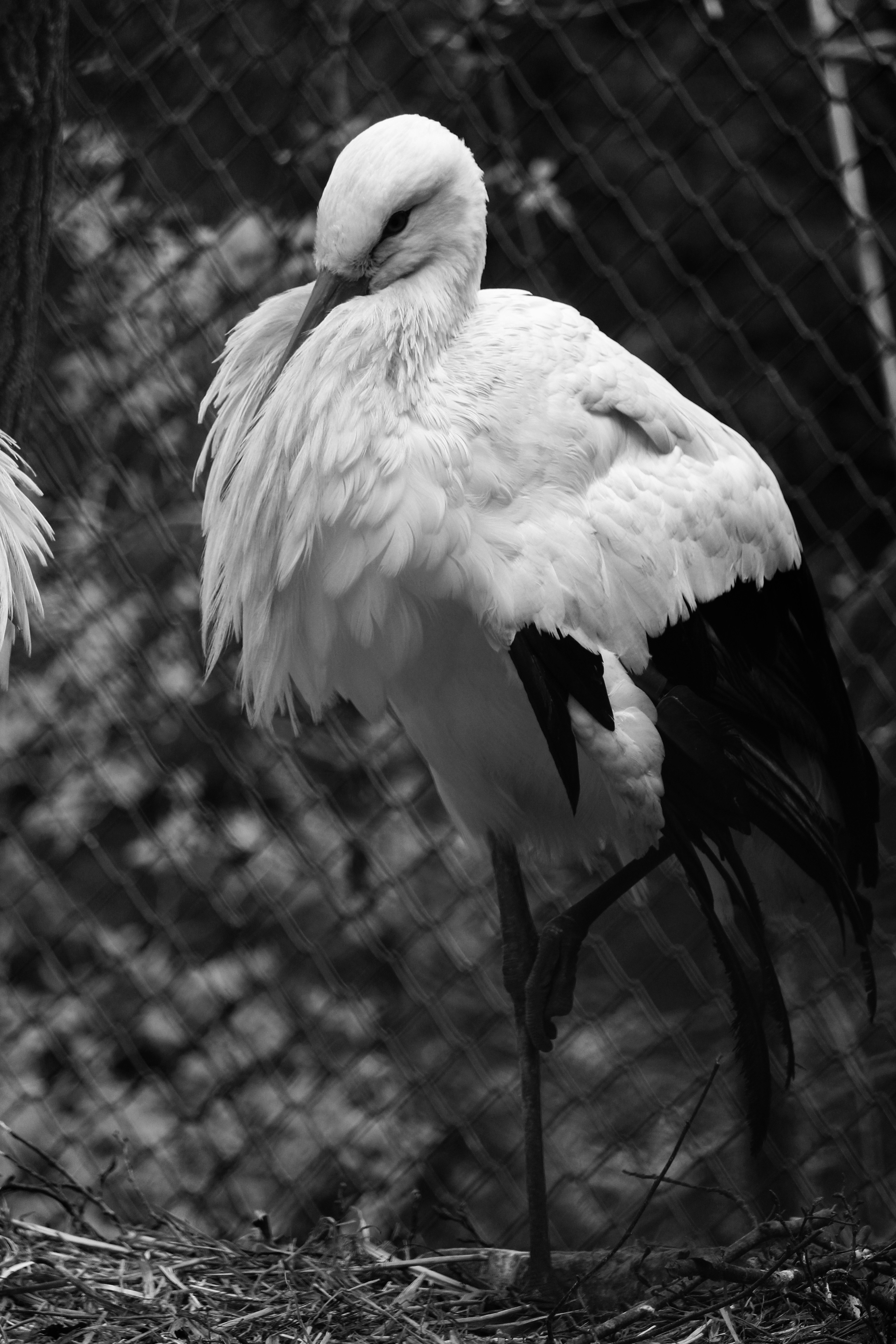 A couple of large birds standing next to each other photo – Free Animal ...