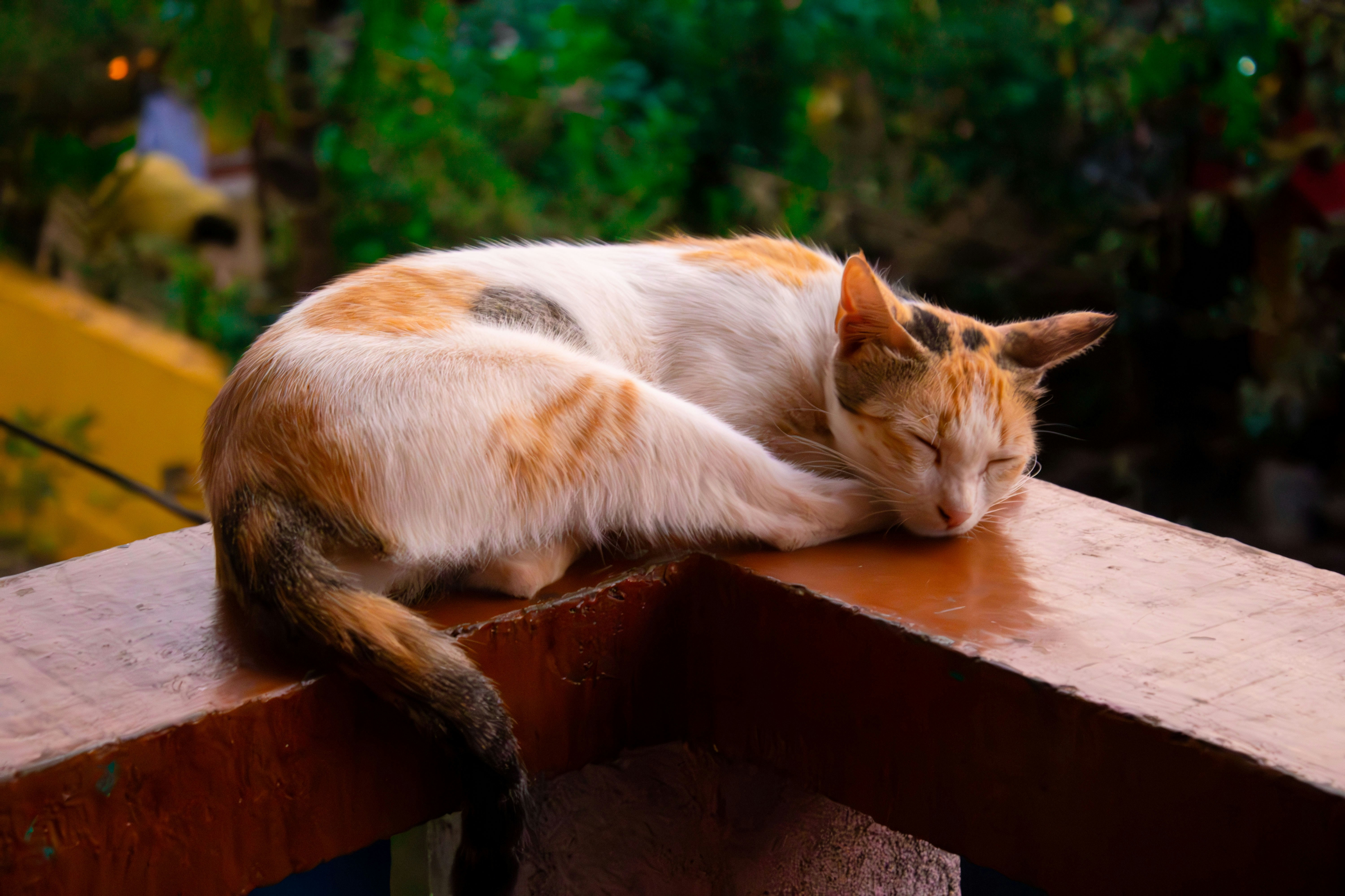 Sun-Warmed Calico Nap on a Rusty Railing