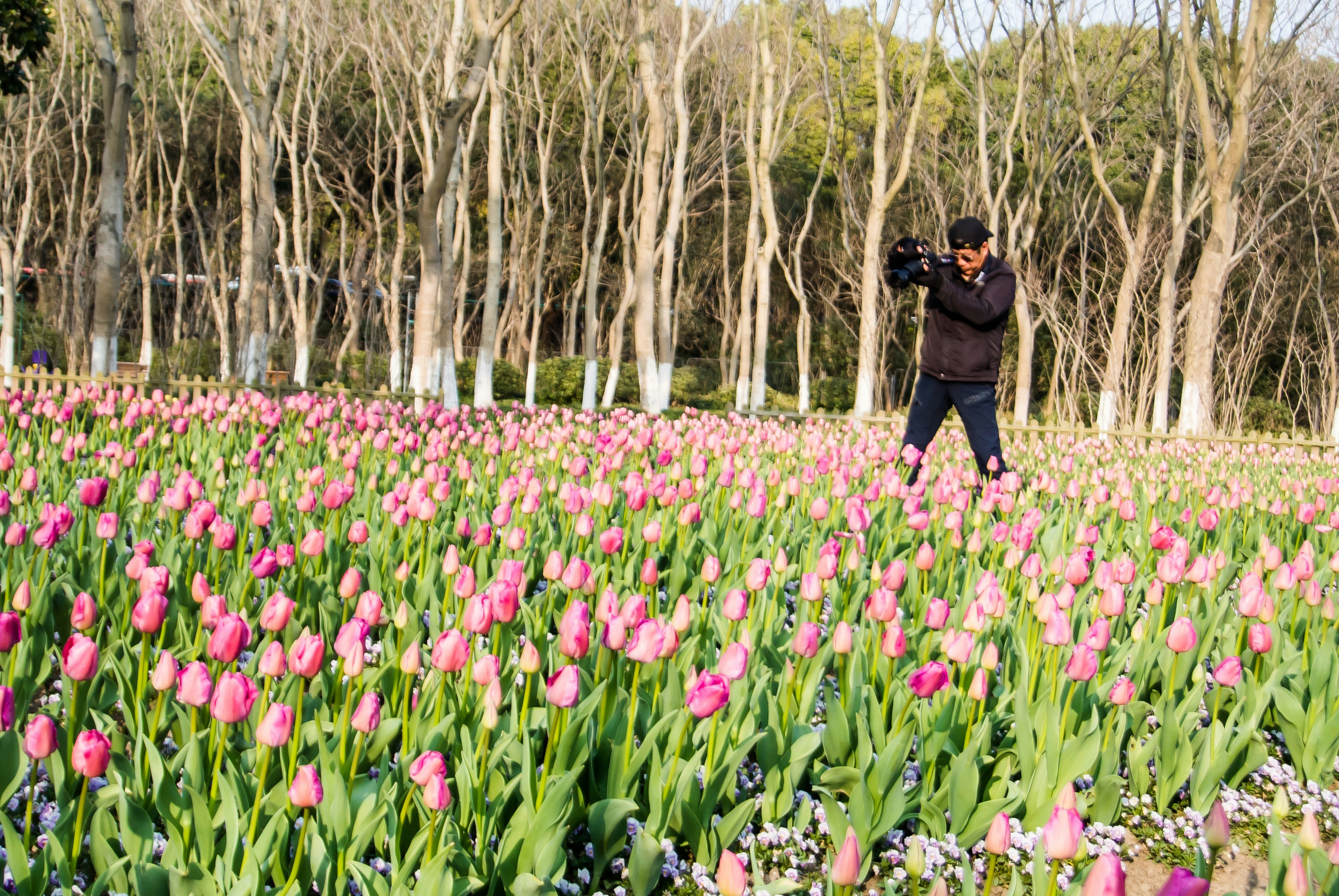 Photographer in the Tulip Field: Framing Spring's Quiet Moment