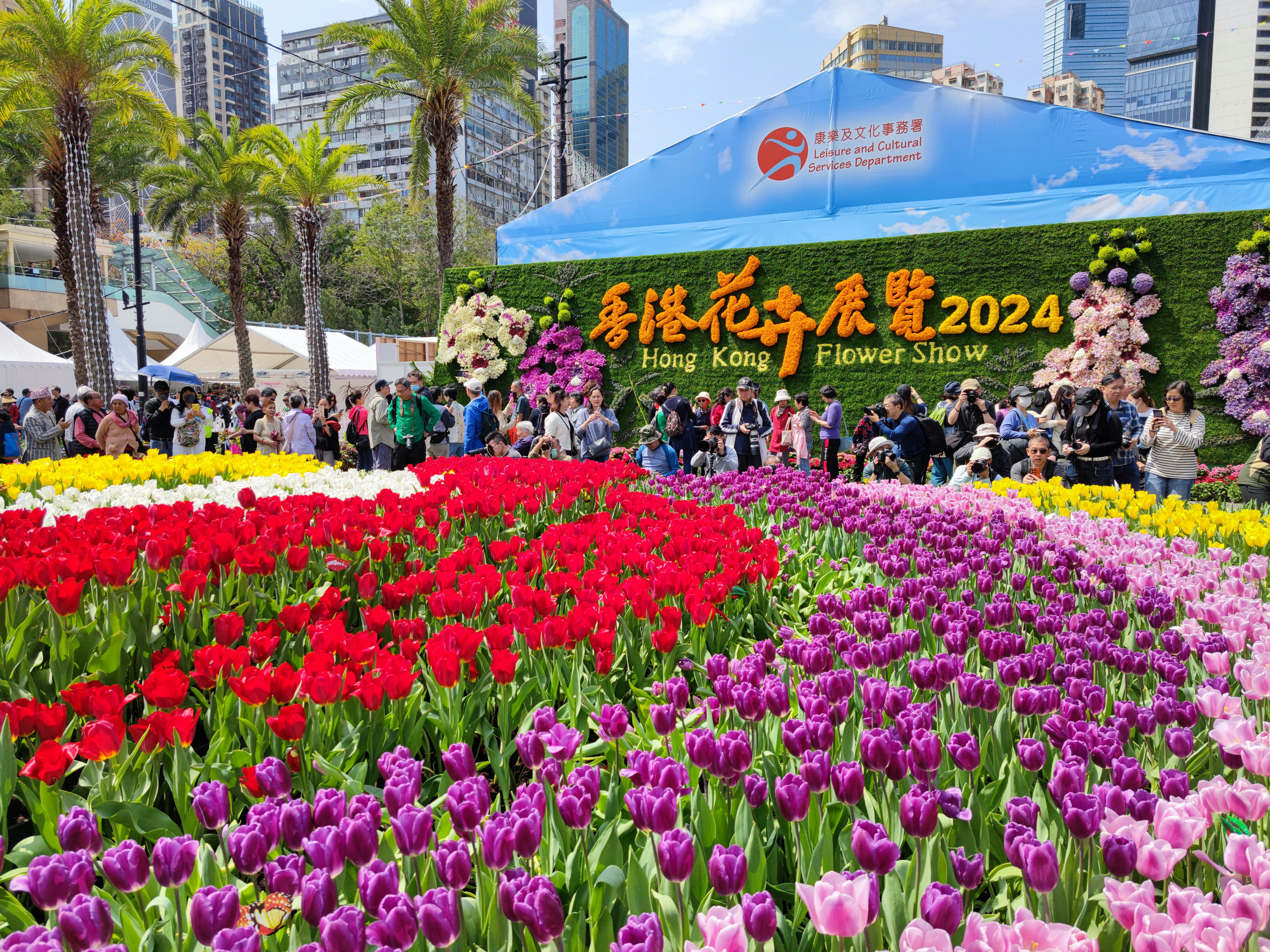 Vibrant tulips fill the foreground at the Hong Kong Flower Show 2024, with a blue canopy and a lively crowd around a decorative stage backdrop.
