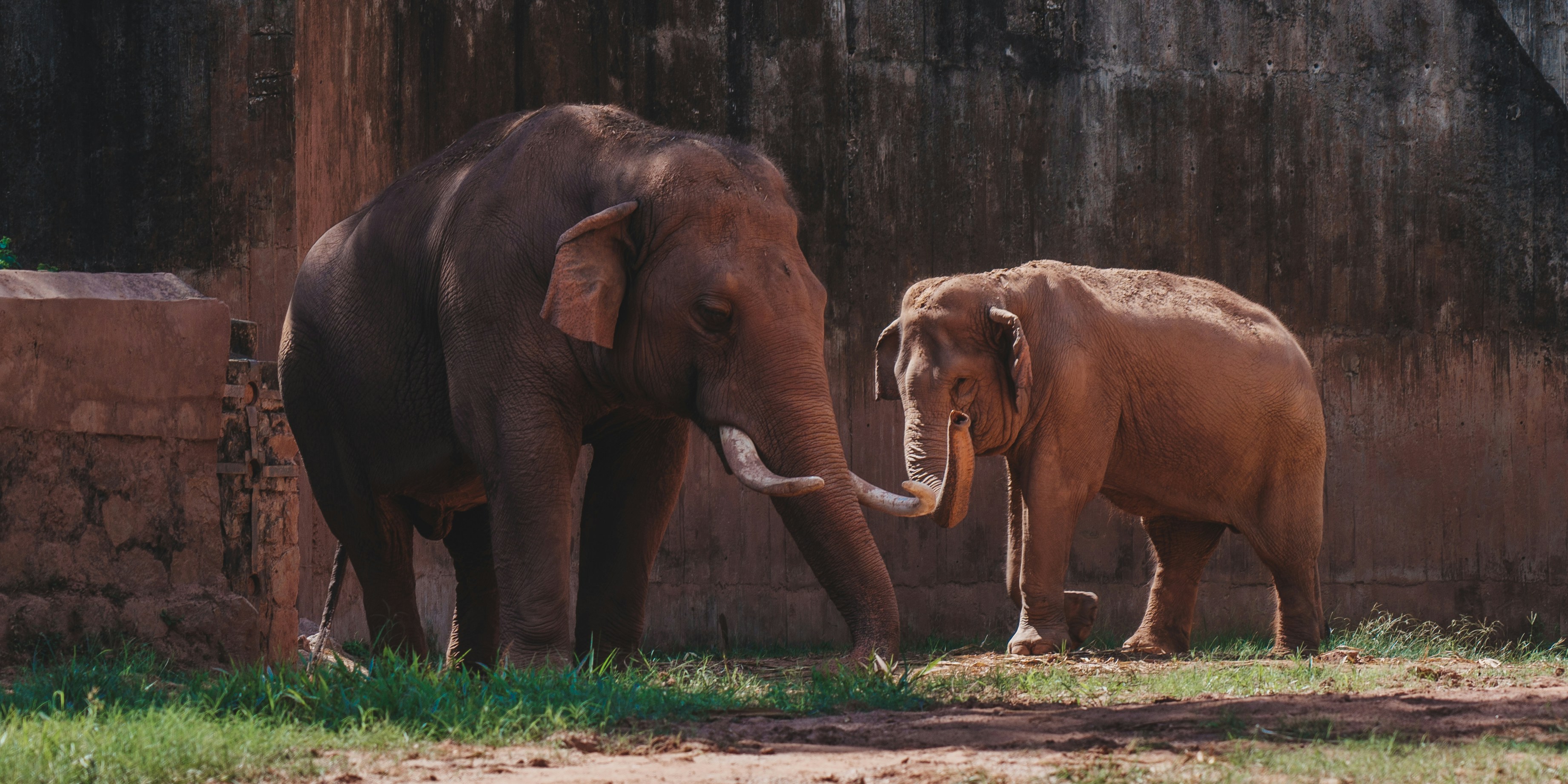 Gentle Giants: Elephant Calf and Adult in Quiet Bond