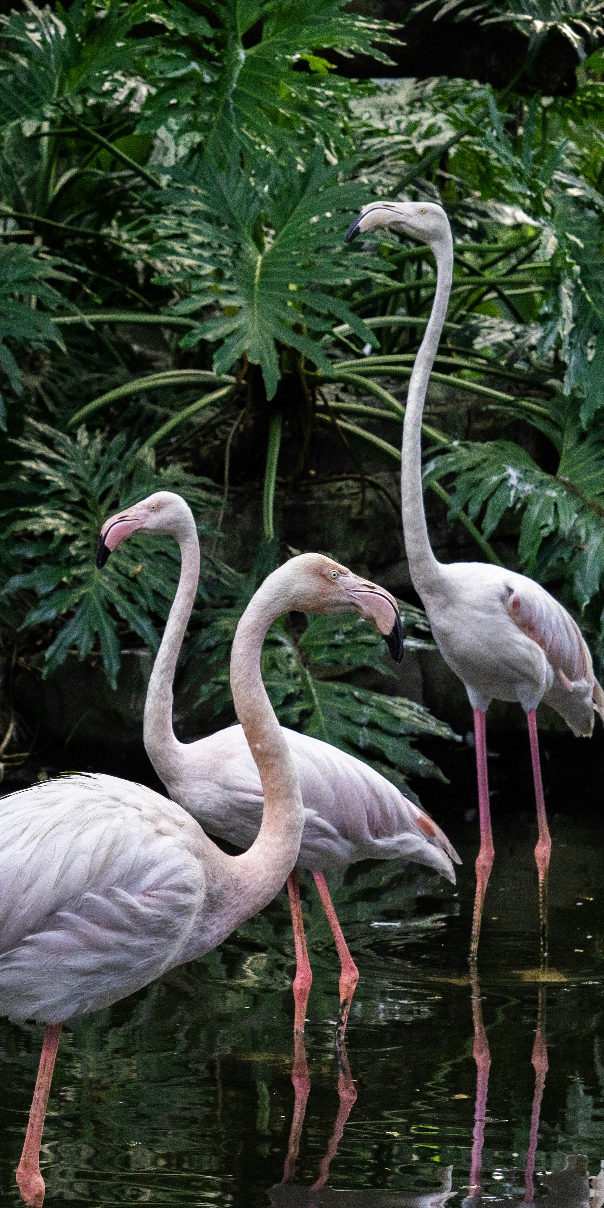 Three flamingos are standing in a pond of water photo – Free Flamingo ...