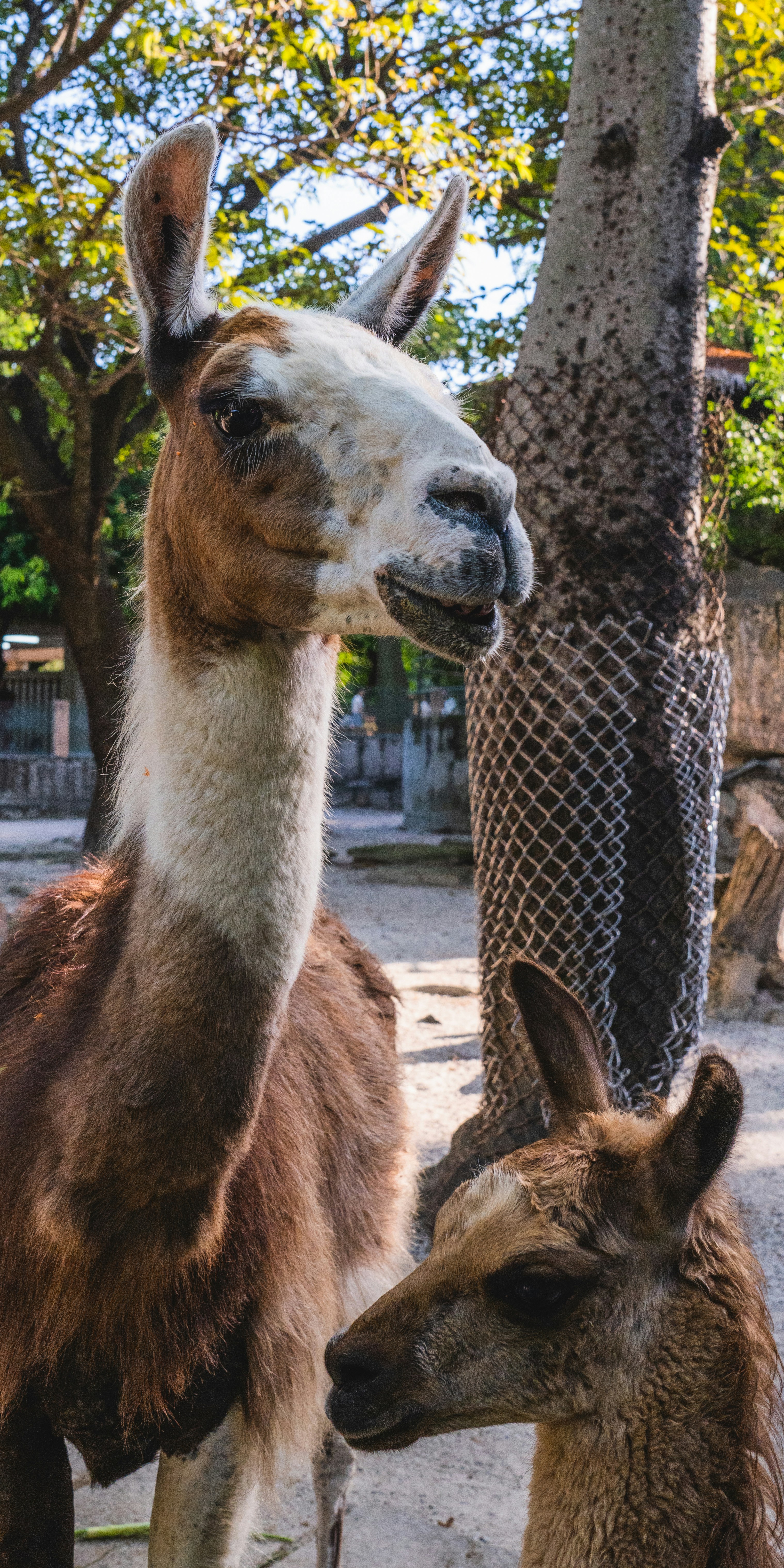 Sunlit Gaze: An Adult Llama and Its Curious Calf in a Fenced Yard