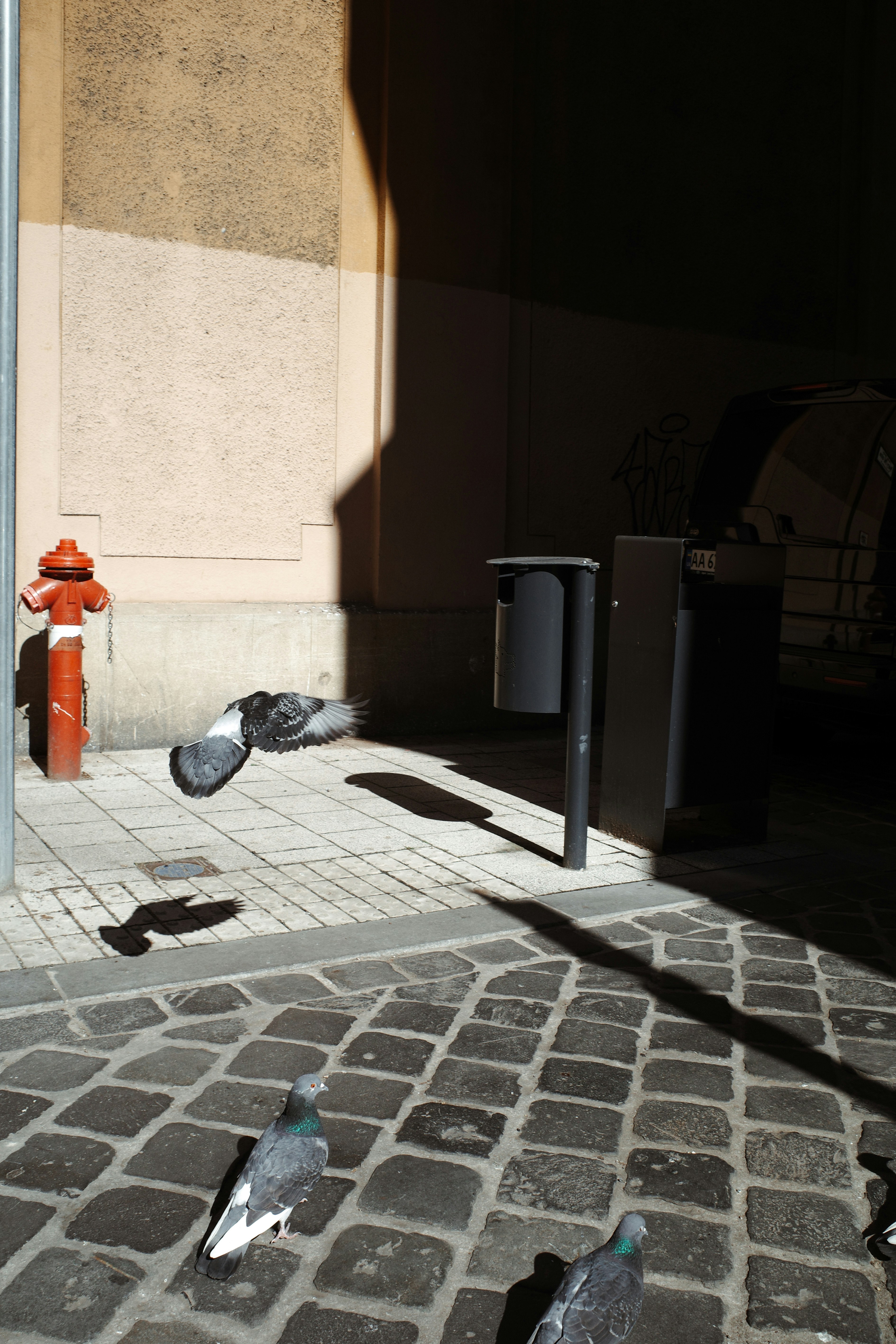 Pigeons Pause at the Edge of Shadowed Alley