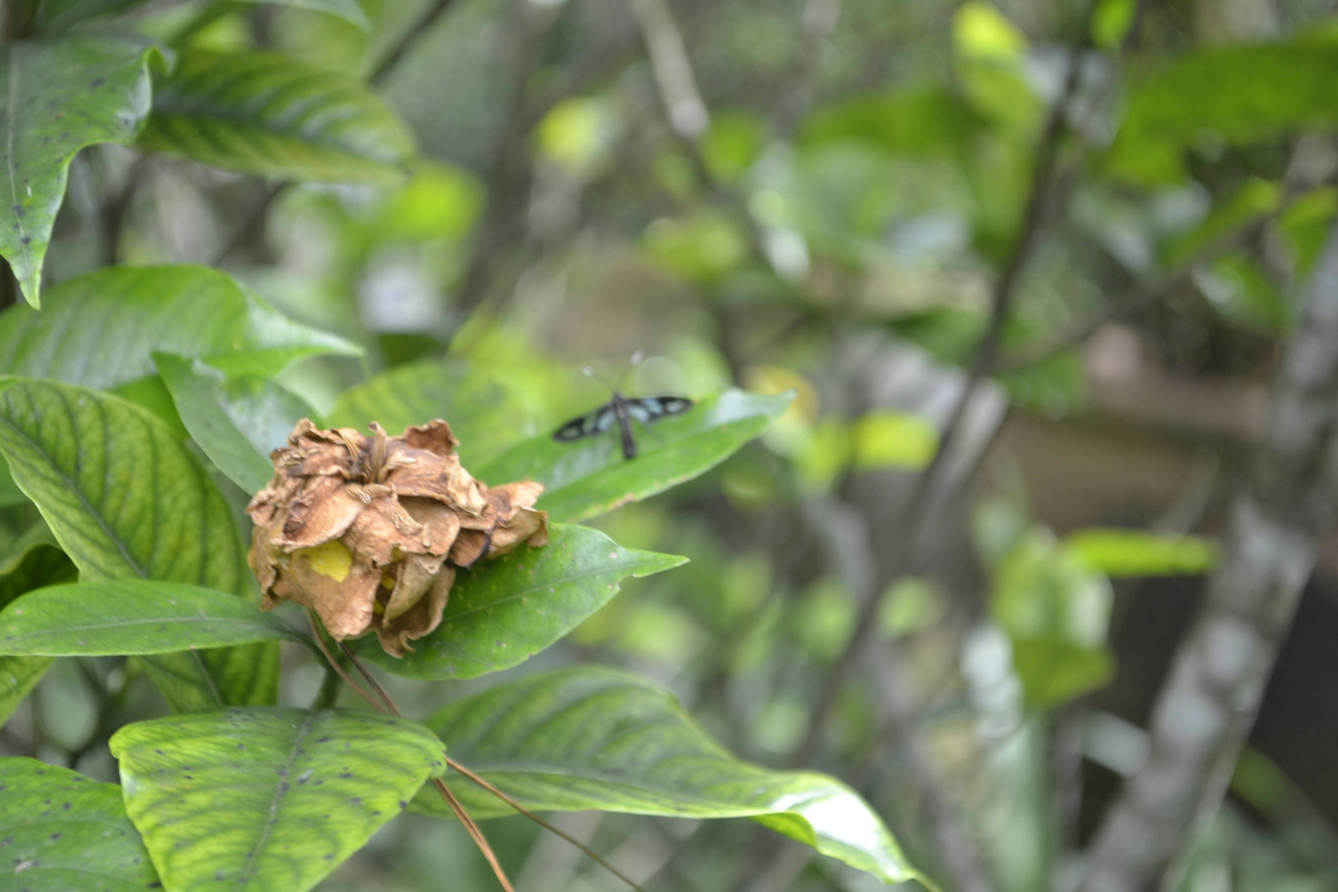 Dragonfly on a Verdant Leaf Beside a Withered Bloom