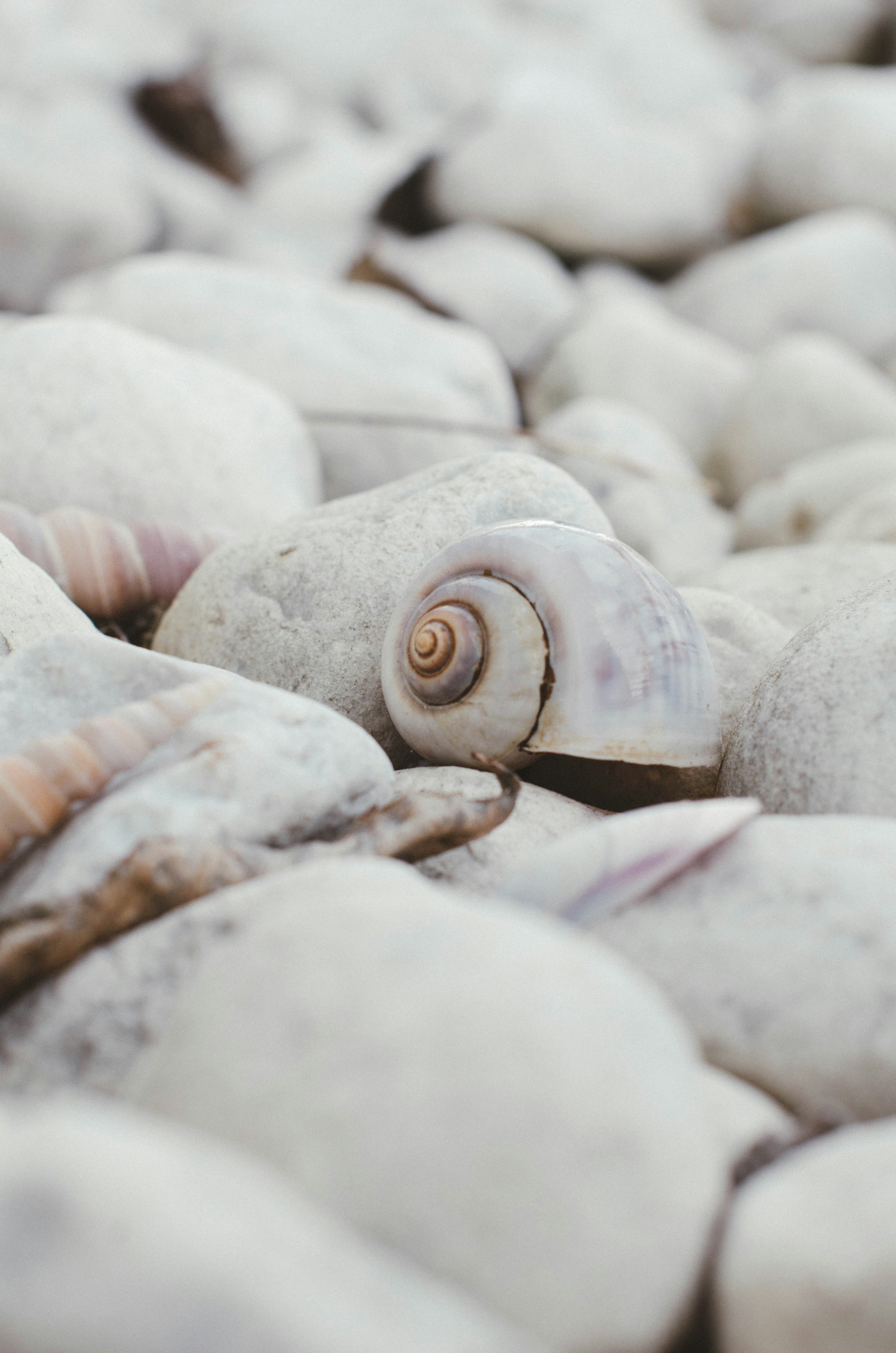 A close up of a shell on some rocks photo – Free Seashell Image on Unsplash