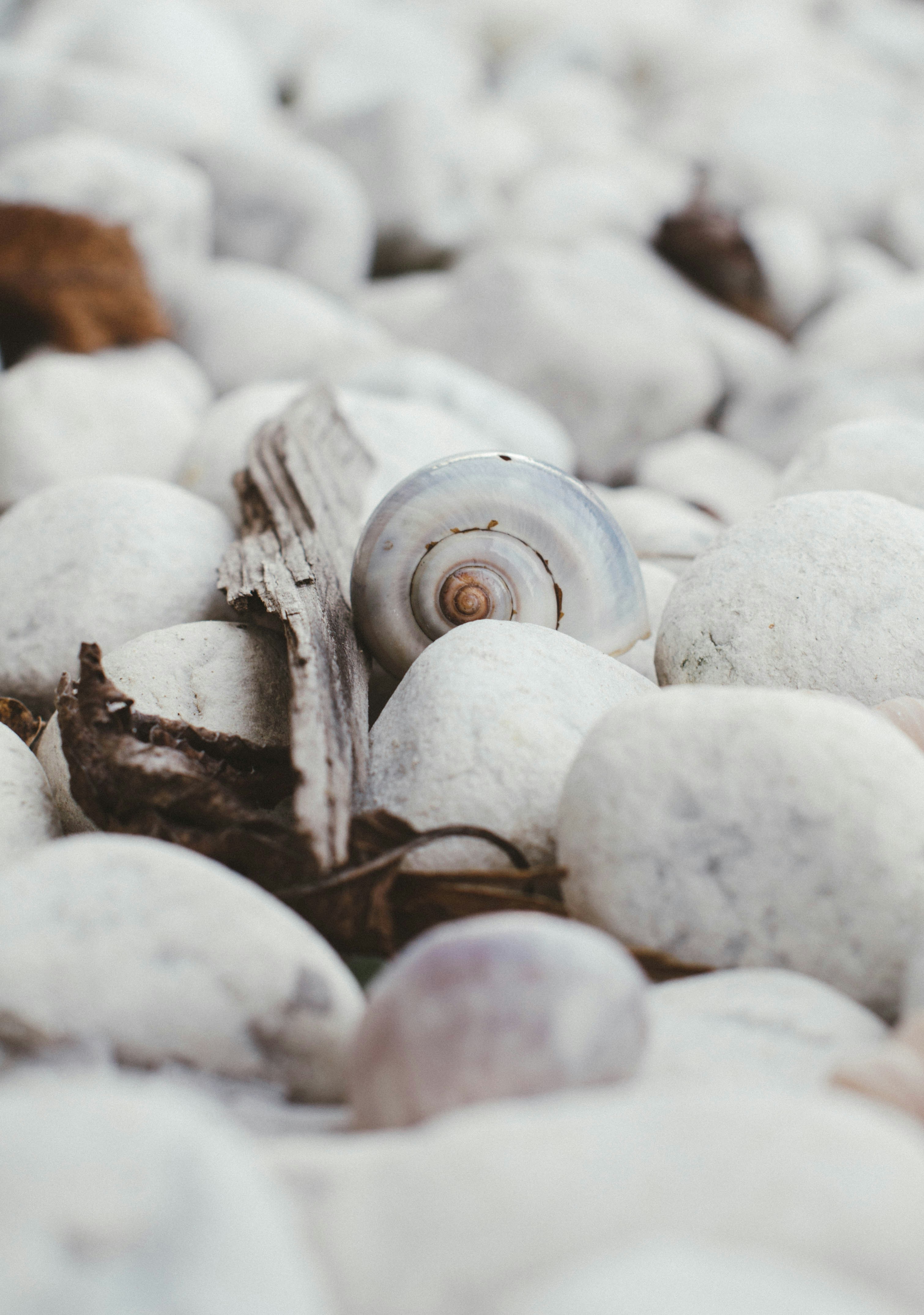 Centered in Gray: A lone seashell among smooth pebbles on a quiet shore