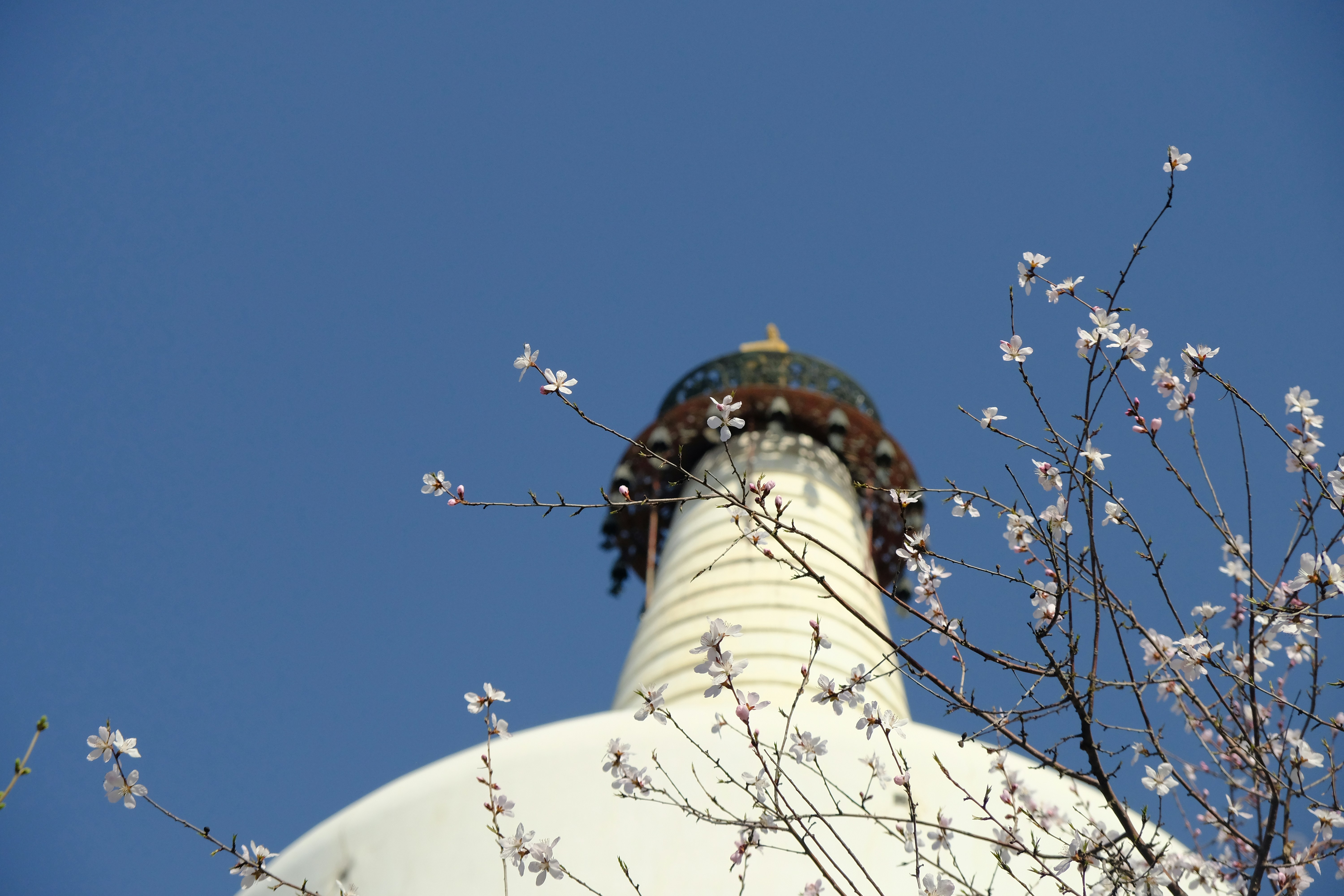 Lantern-Cap Tower Framed by Spring Blossoms Under a Clear Blue Sky