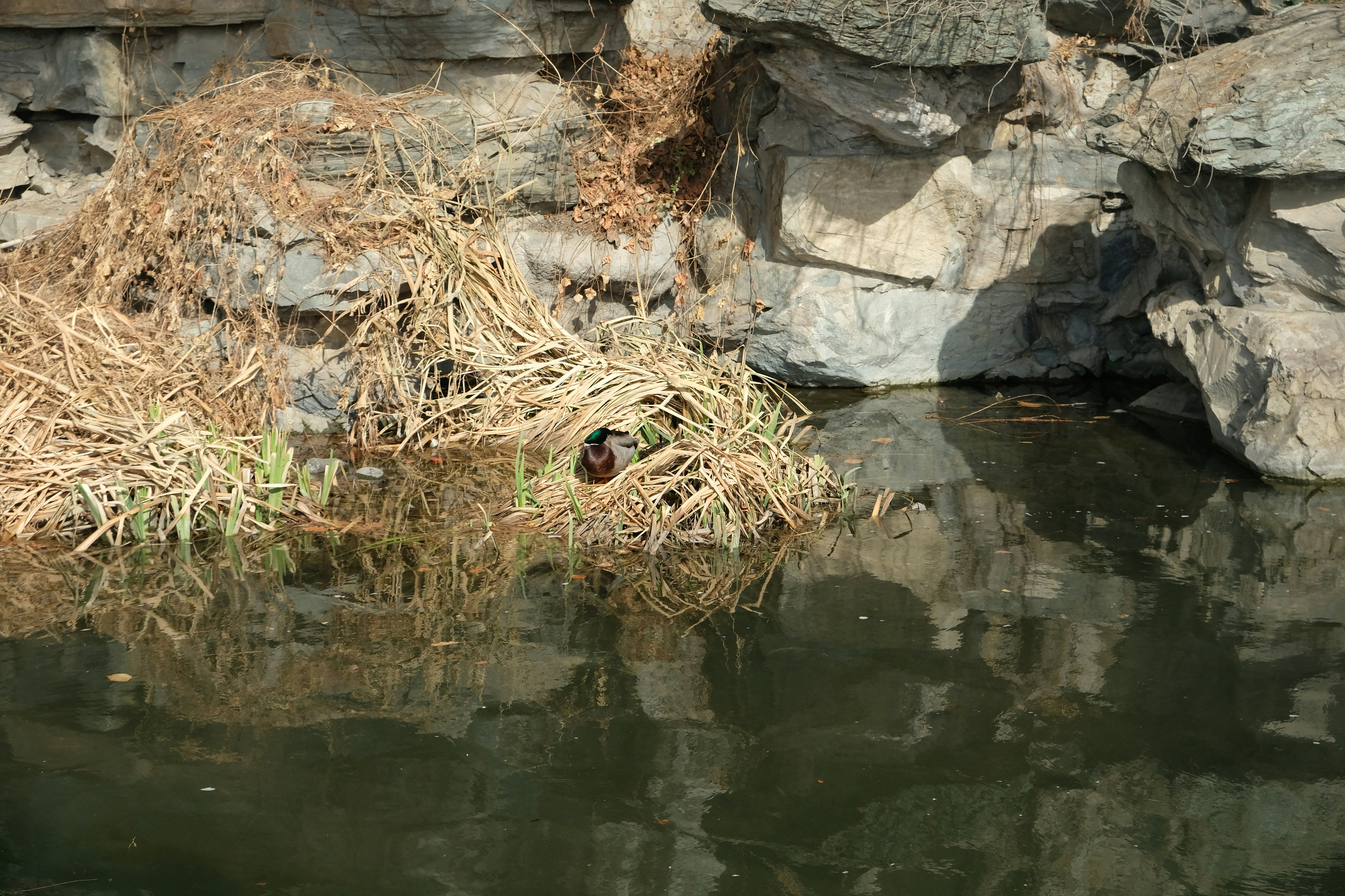 Riverbank Refuge: A Reed-Woven Nest and a Hidden Bird