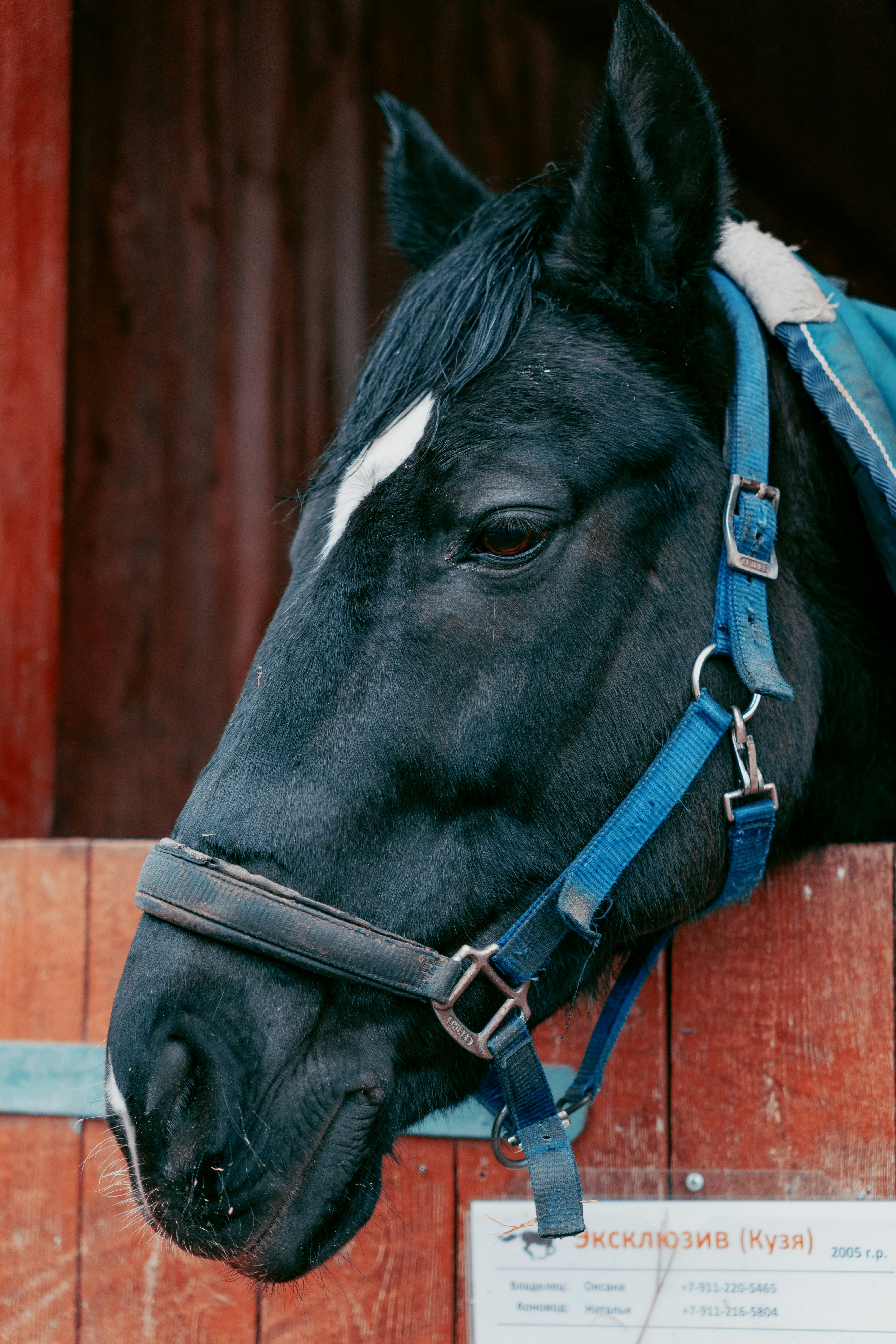 A close up of a black horse with a blue bridle photo – Free Animal ...