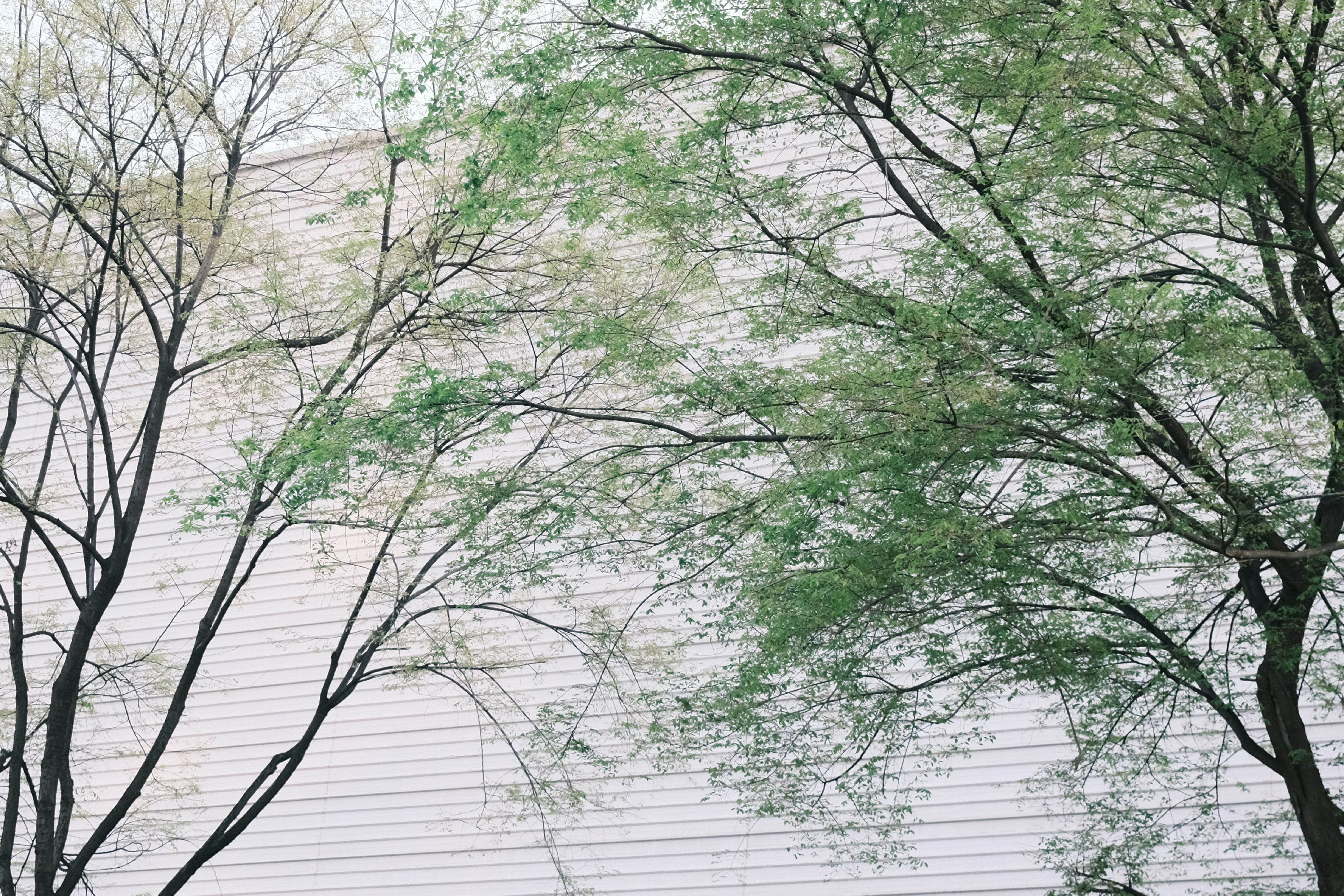Emerald Canopy Framing a Quiet Facade