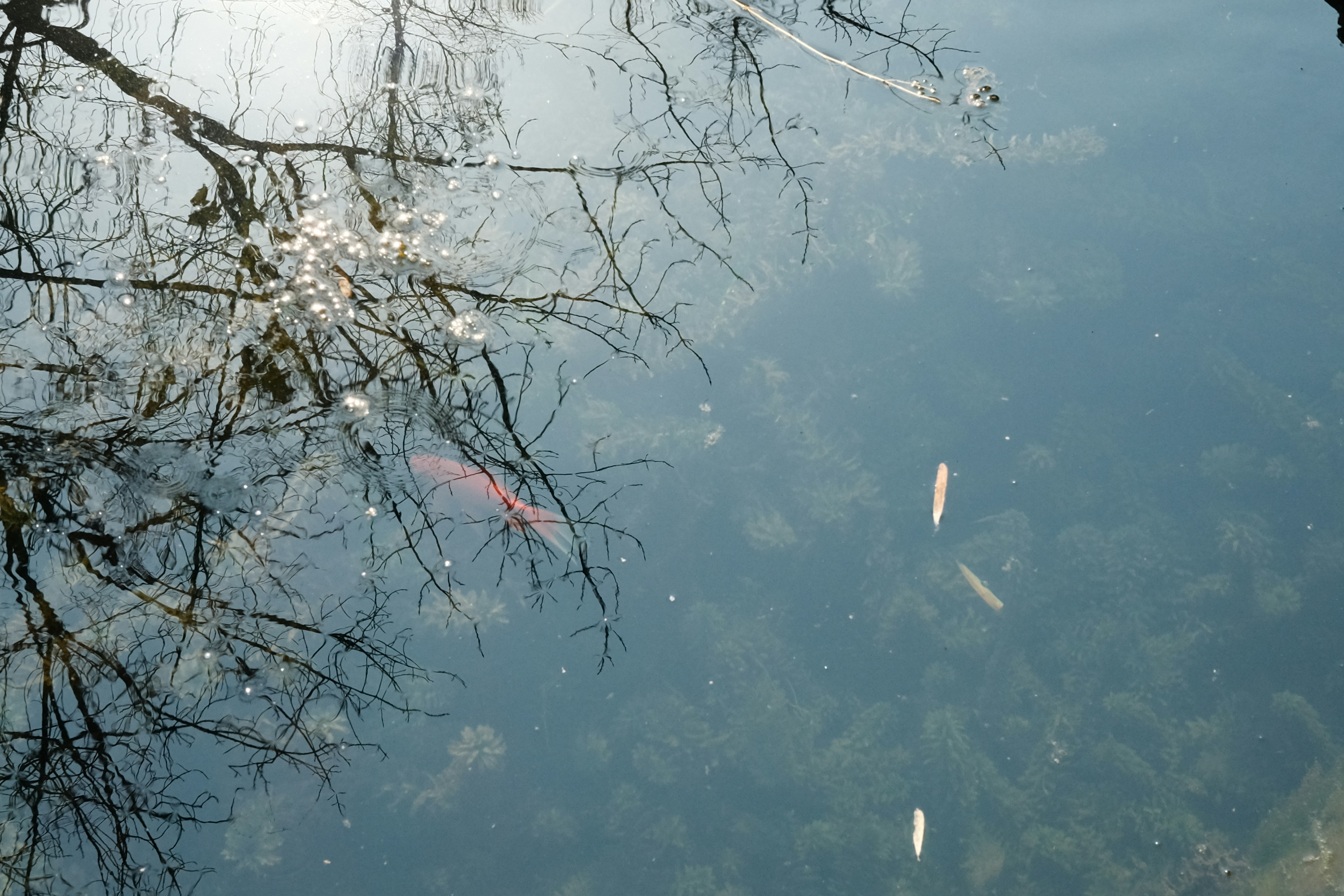 Red koi Gliding Past the Surface Veil