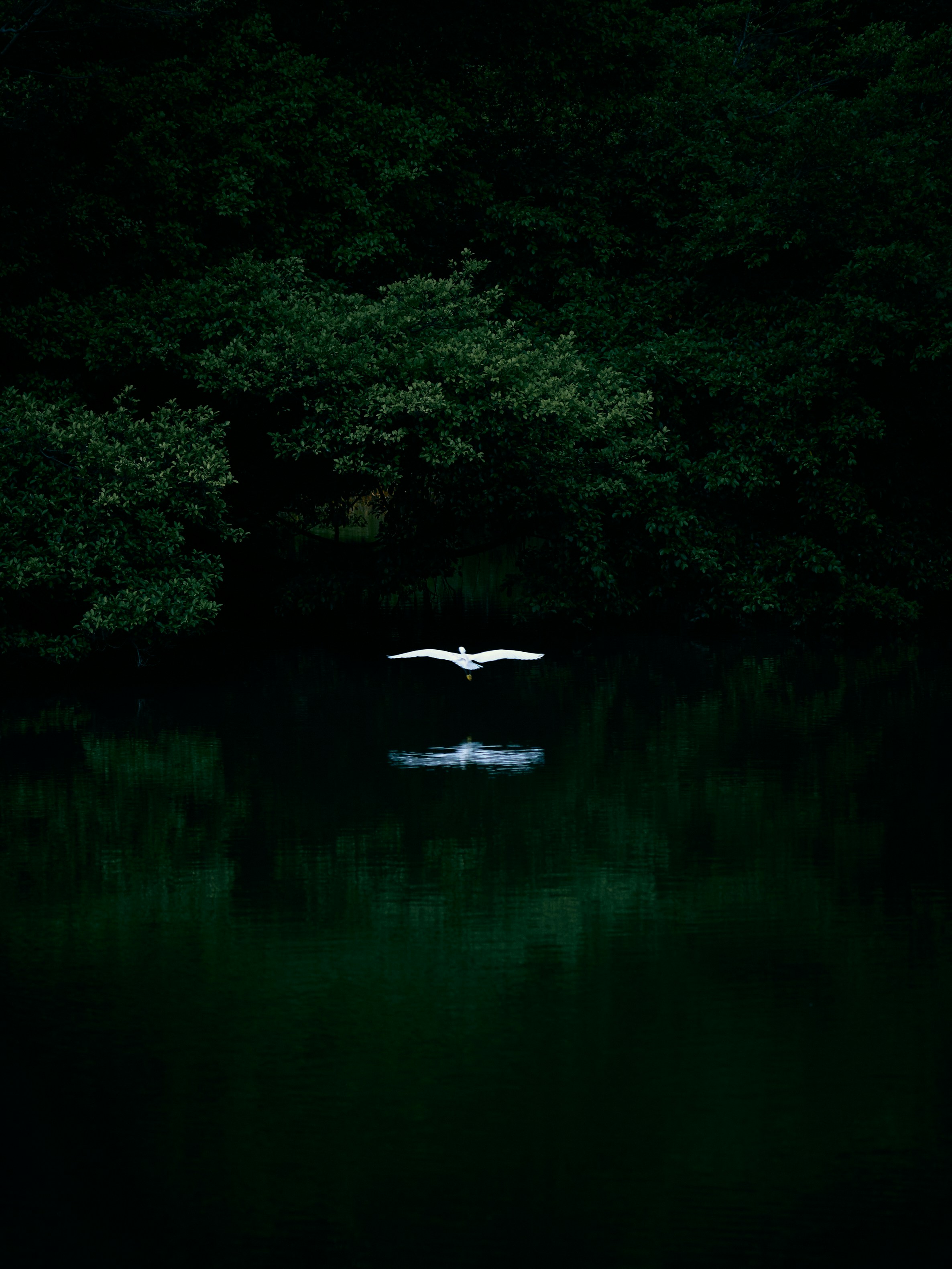 Wingbeat at Dusk: A White Silhouette Over a Velvet Lake