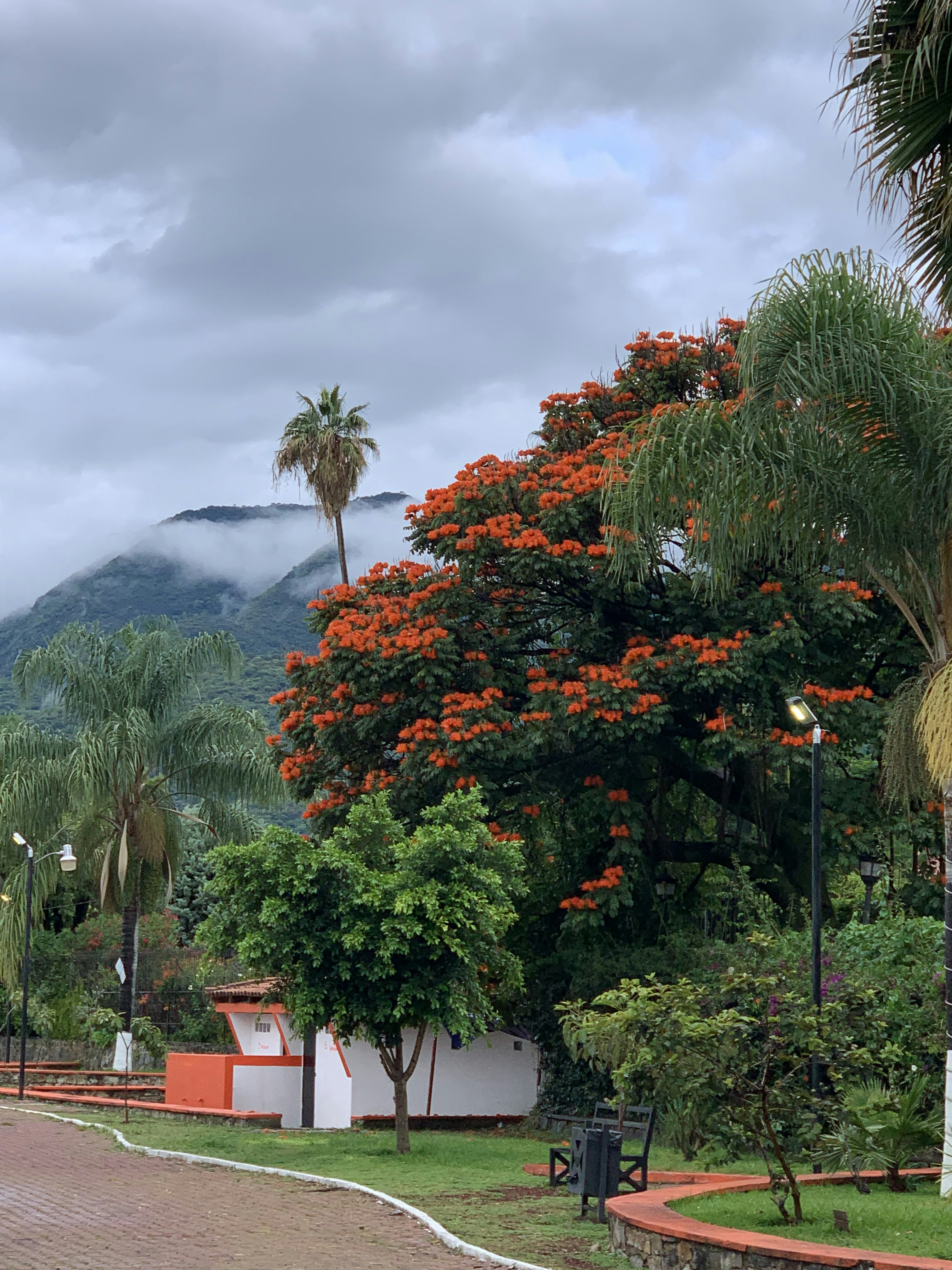 Crimson Canopy Framed by Misty Mountains