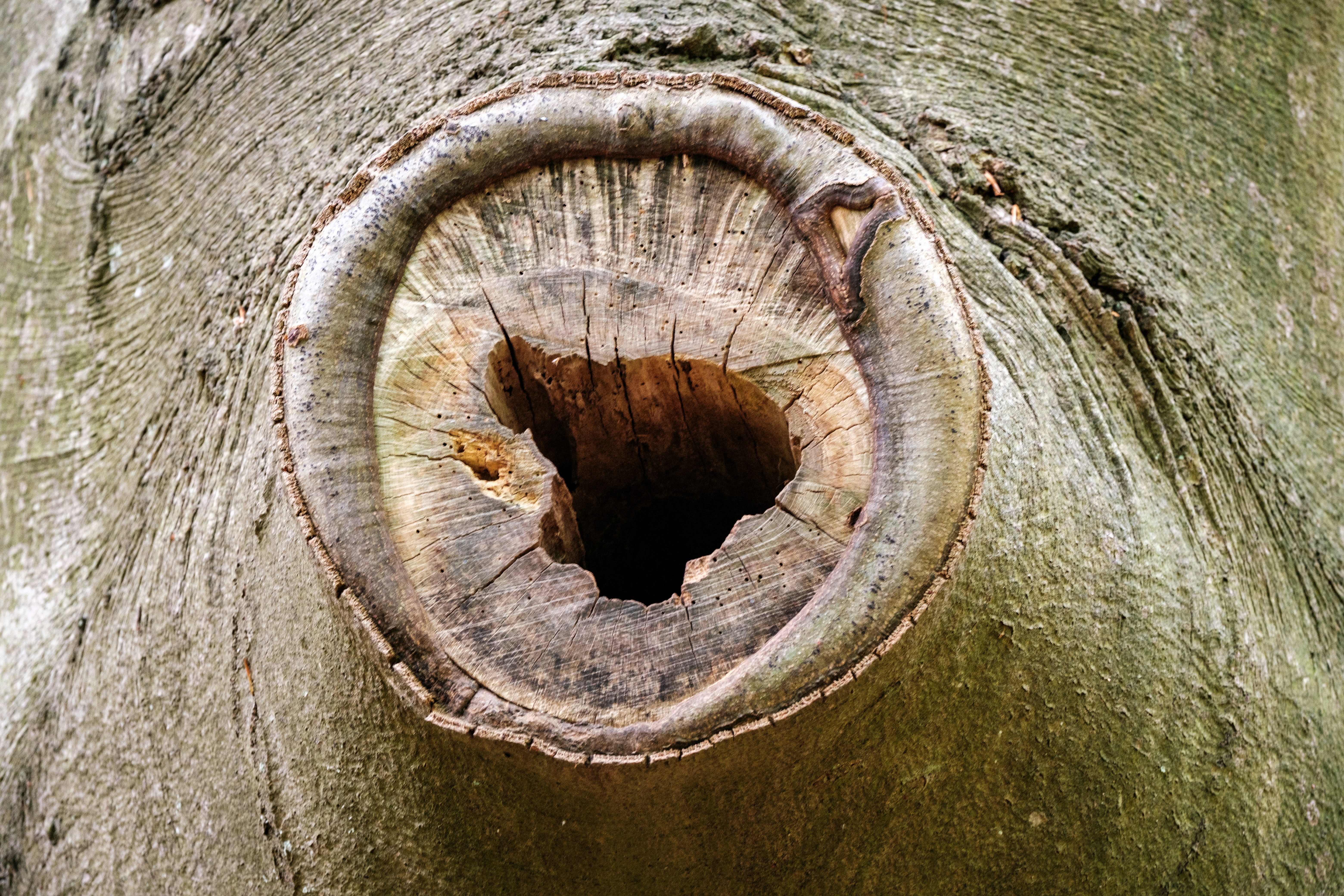 Eye of the Tree: A Hollow Knothole as Nature's Portal