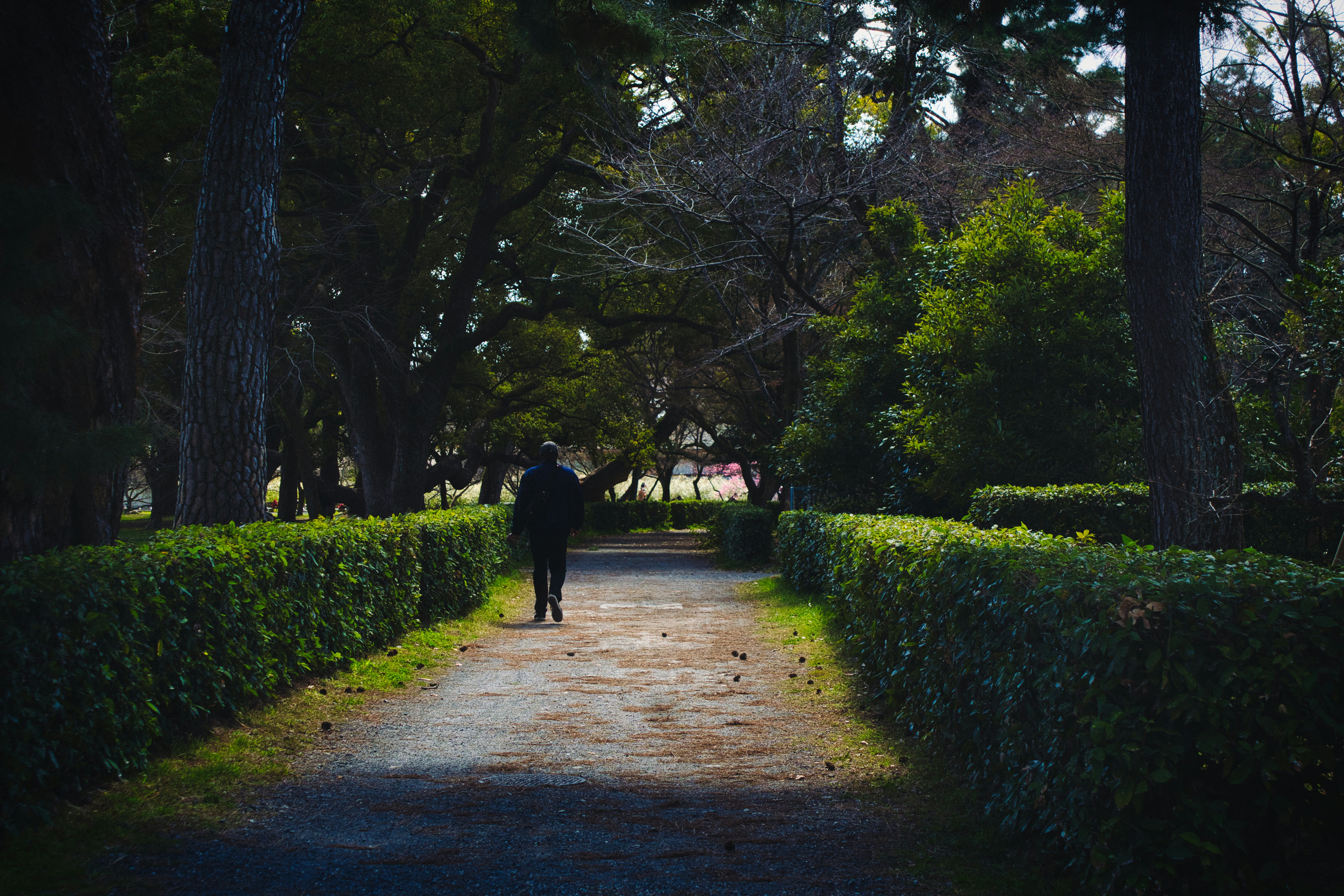 Solitary Walker on a Dappled Park Path
