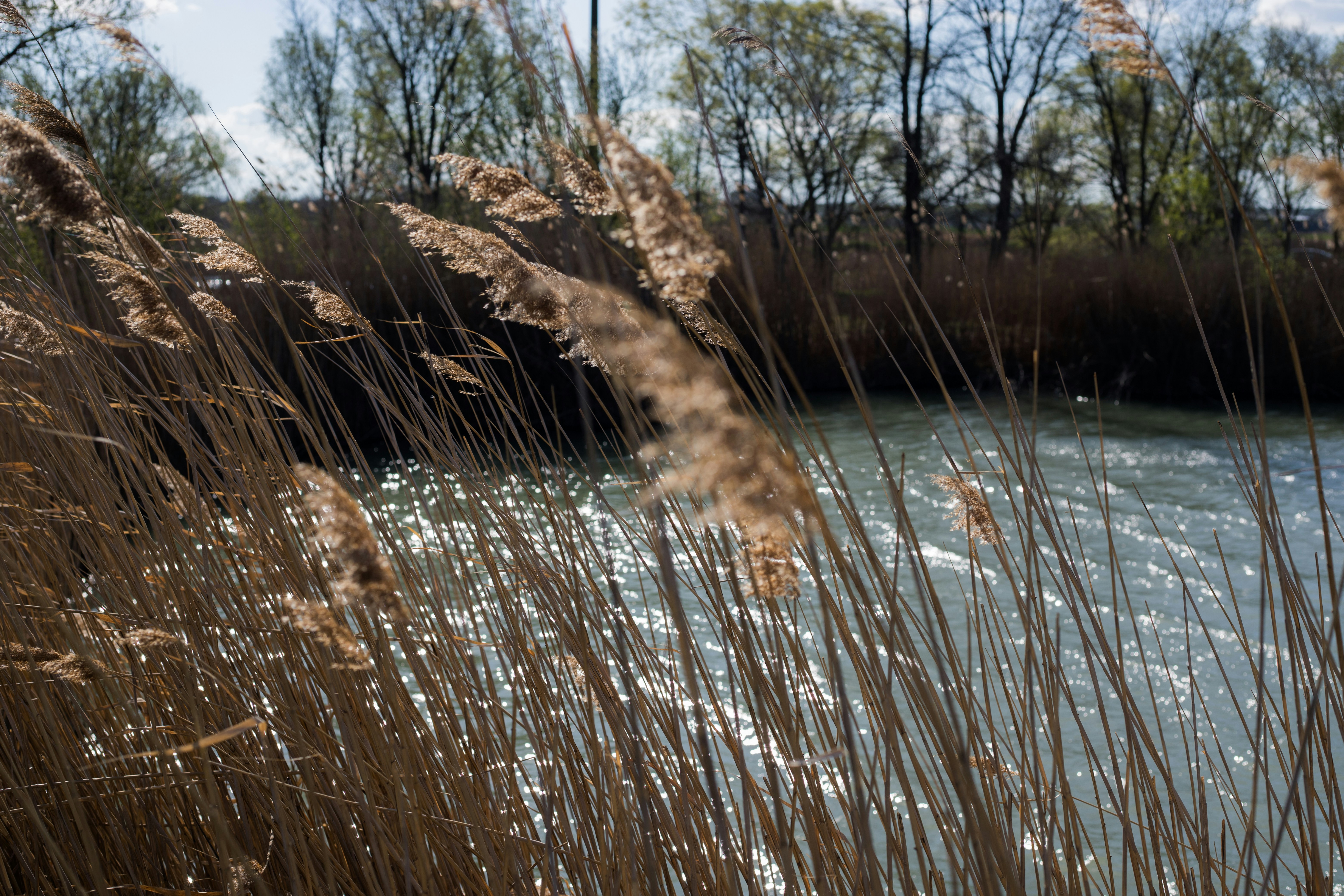 Whispers of the Wind: Grasses by the River