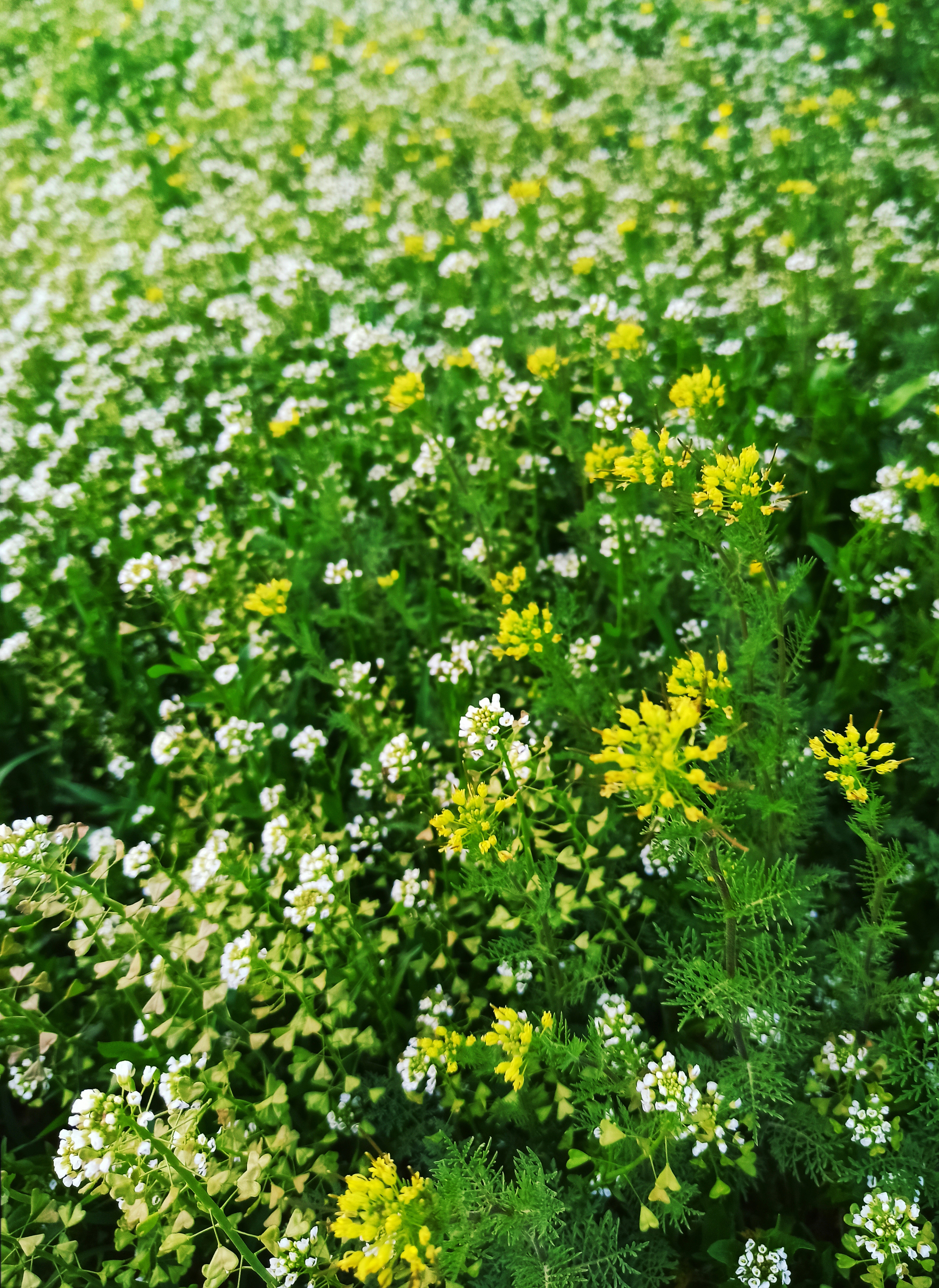 흰색과 노란색 꽃이 만발한 들판 사진 – Unsplash의 무료 벽지 이미지