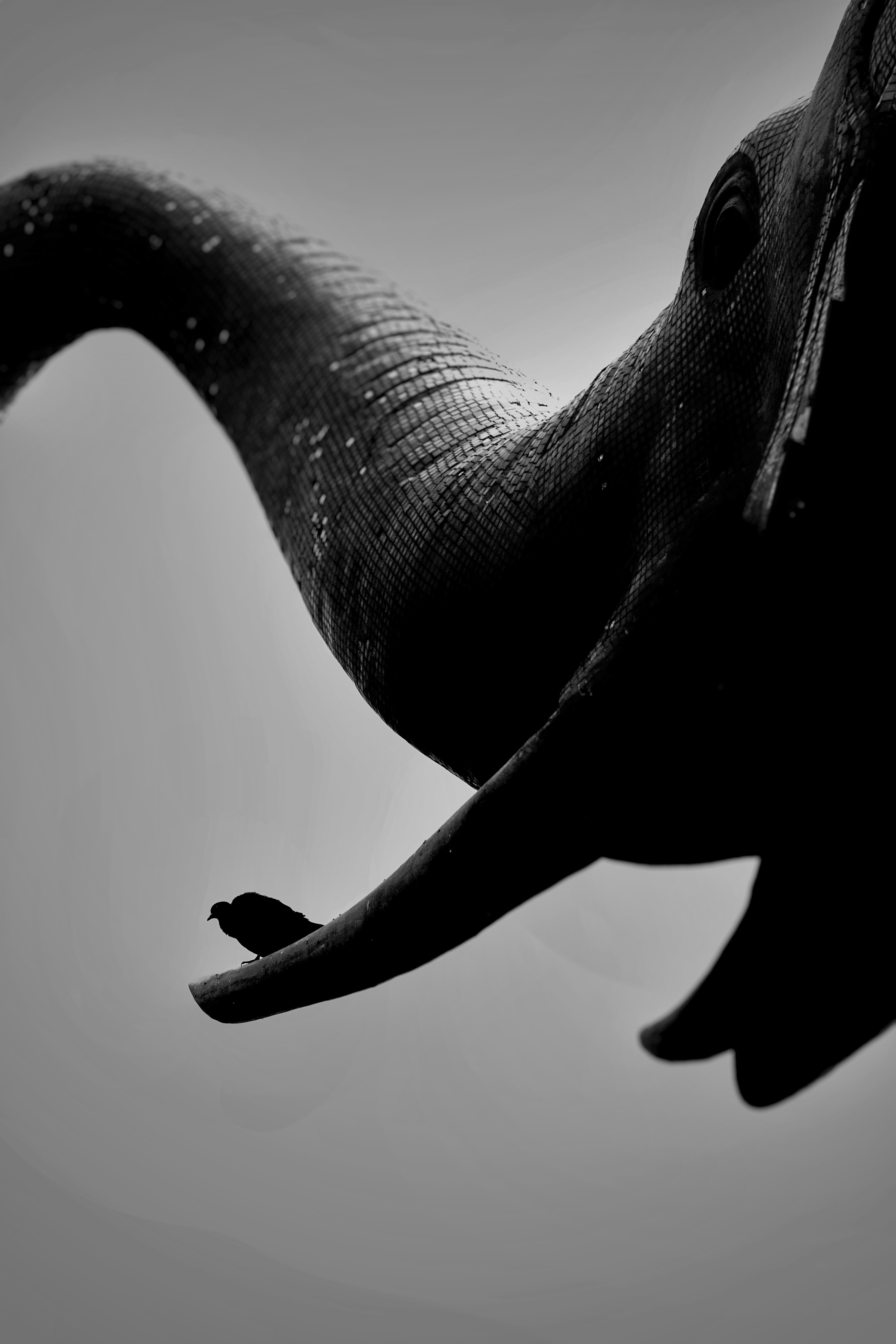 Bird on the Curve: A Monochrome Moment on an Elephant's Trunk