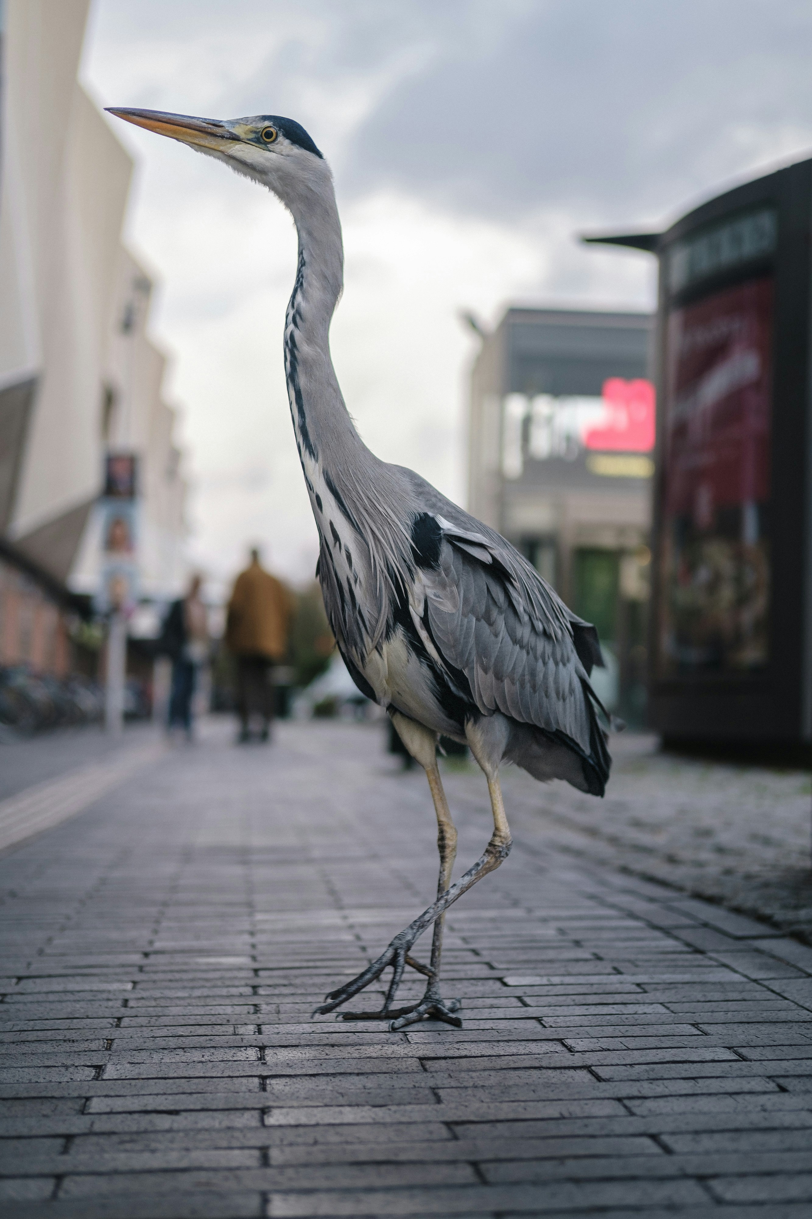 Urban Heron on a Cobblestone Runway
