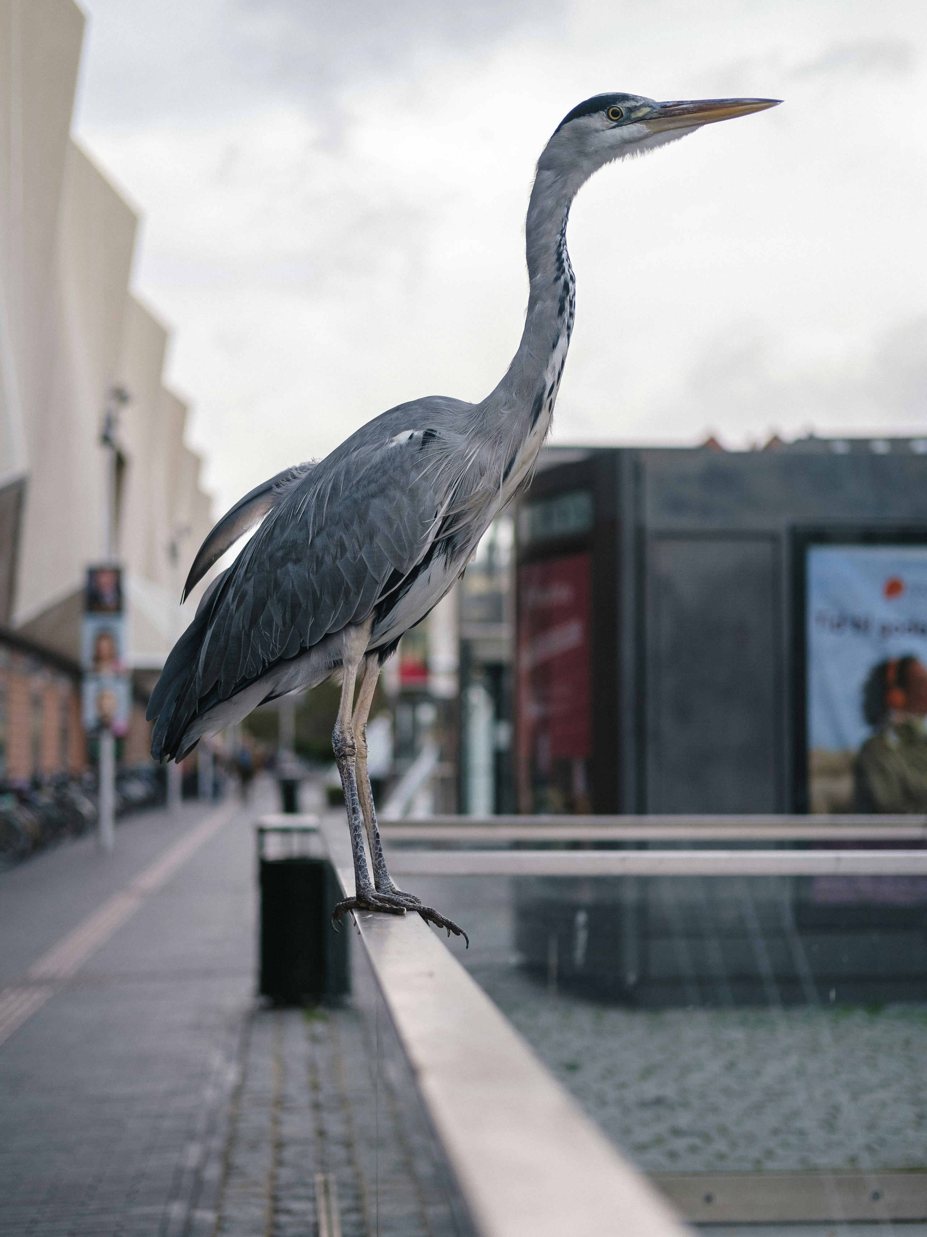 a bird is standing on a ledge in front of a building