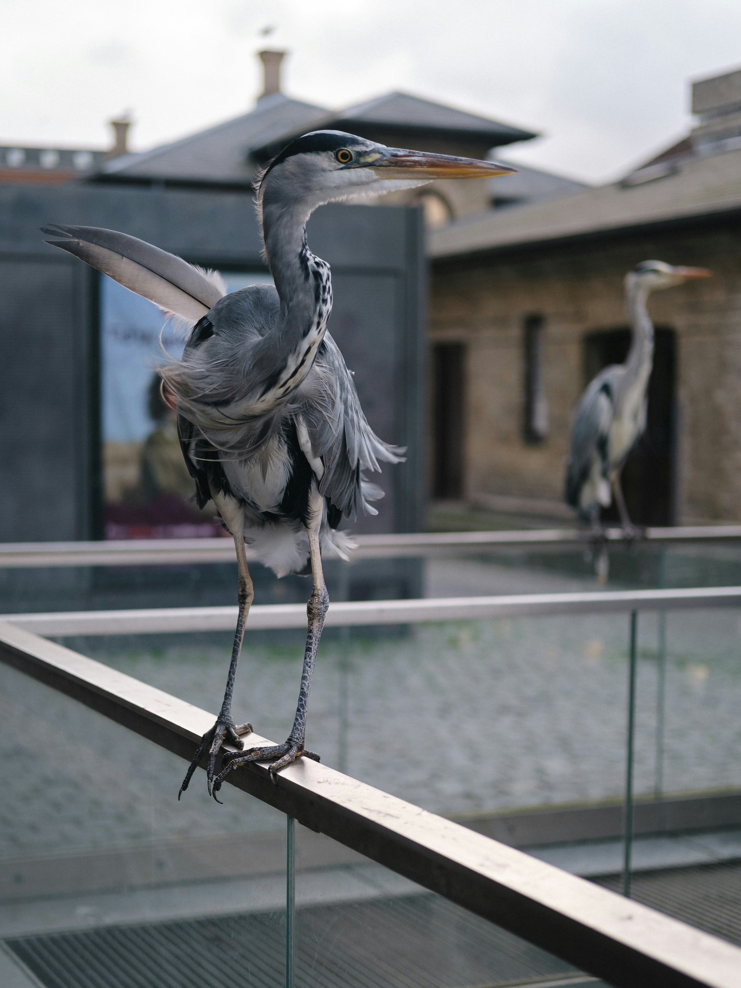 Heron on a Glass Rail: A Quiet Moment Above the Water