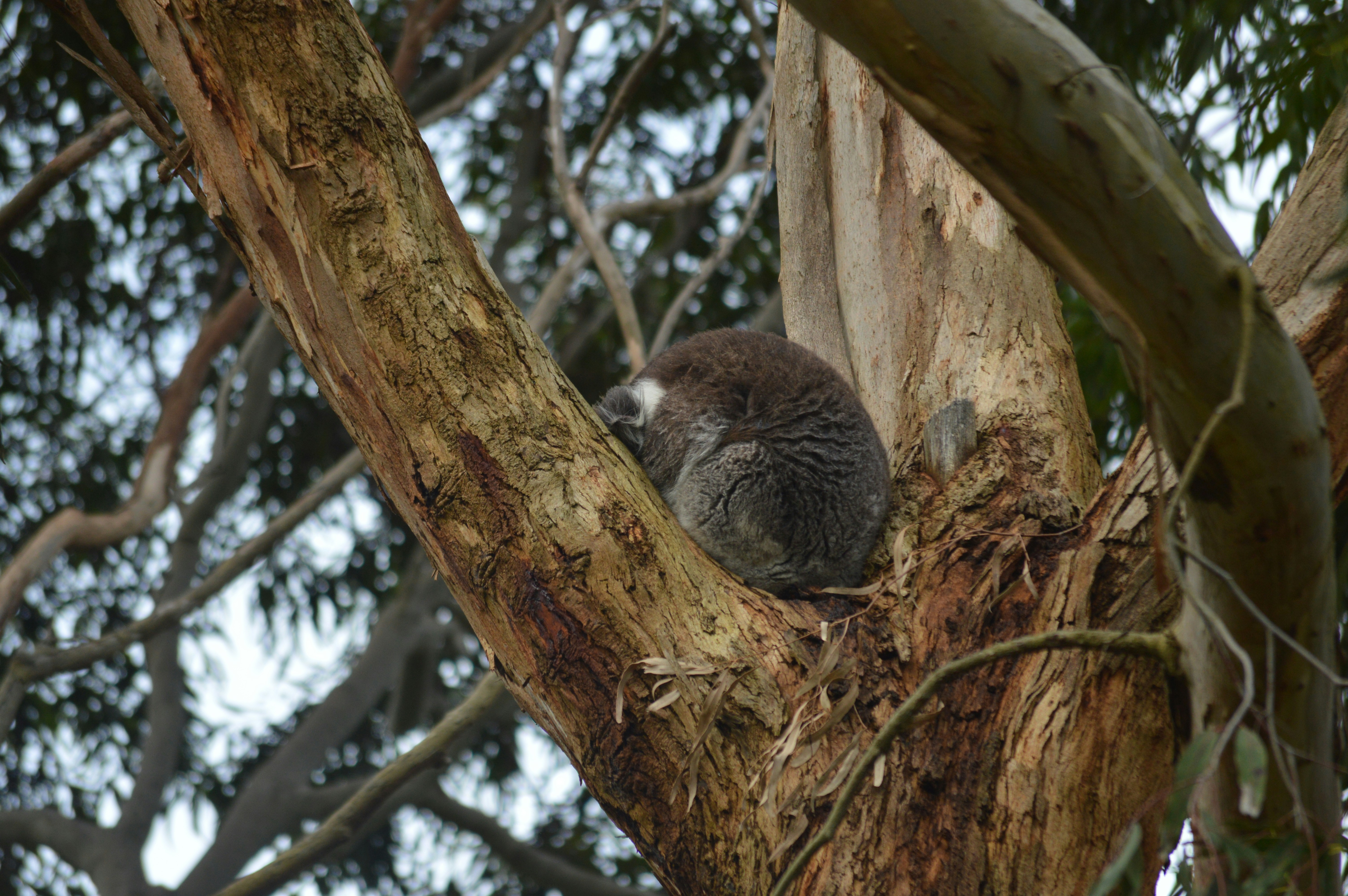 Nap in the Fork: A Koala Resting Among Weathered Eucalyptus Limbs