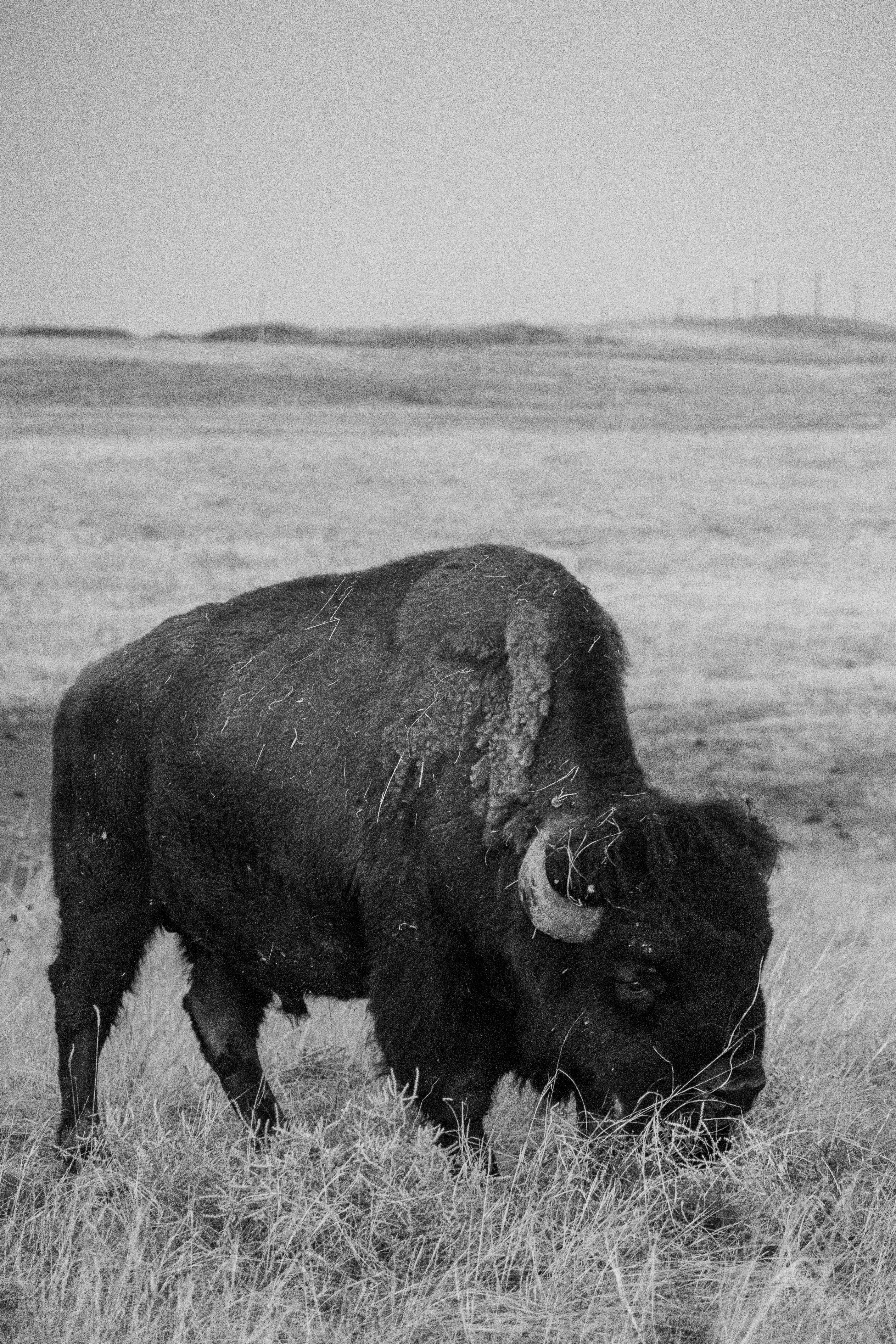 Monochrome Grazing: A Lone Bison on the Prairie