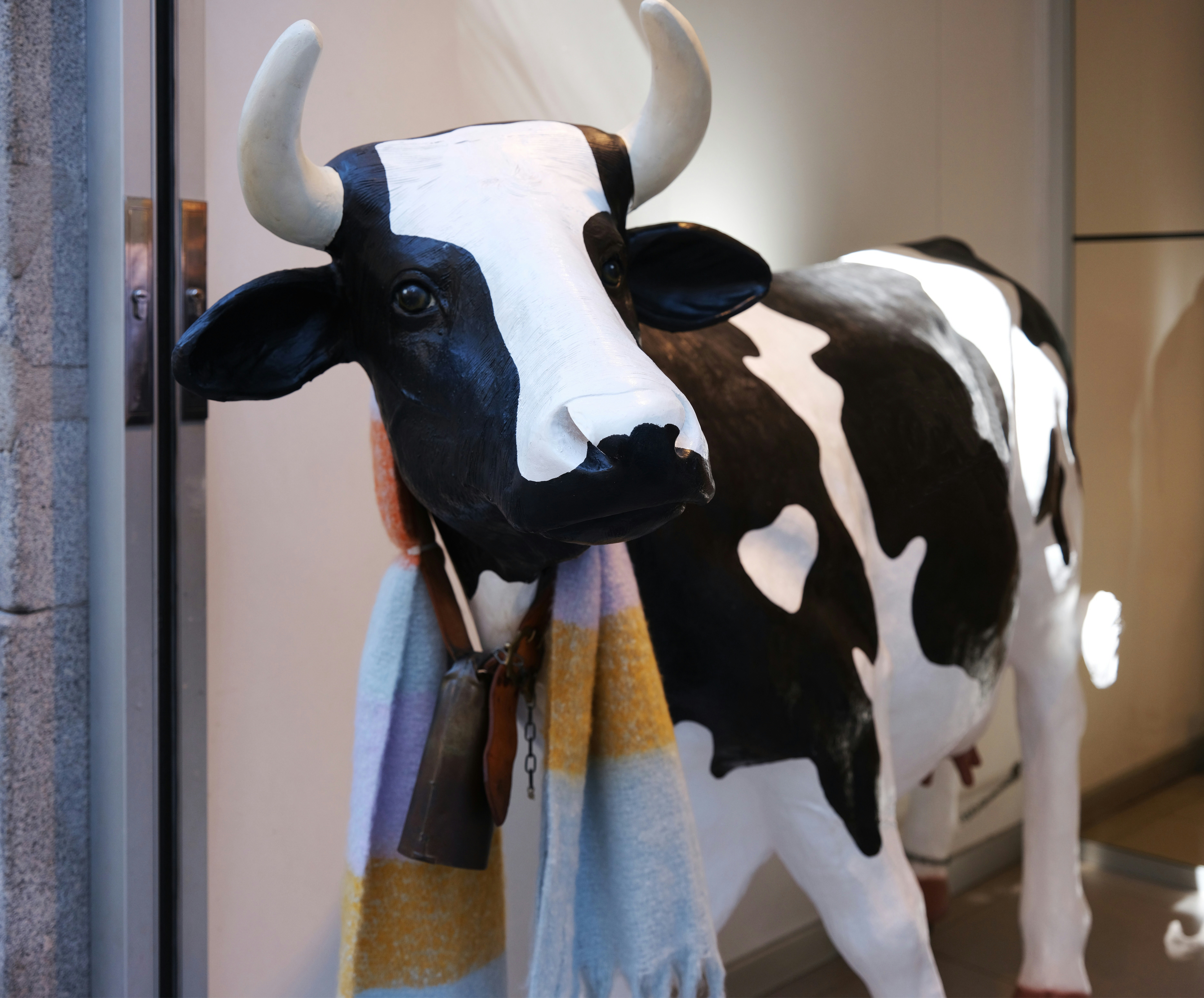 A cow in the building