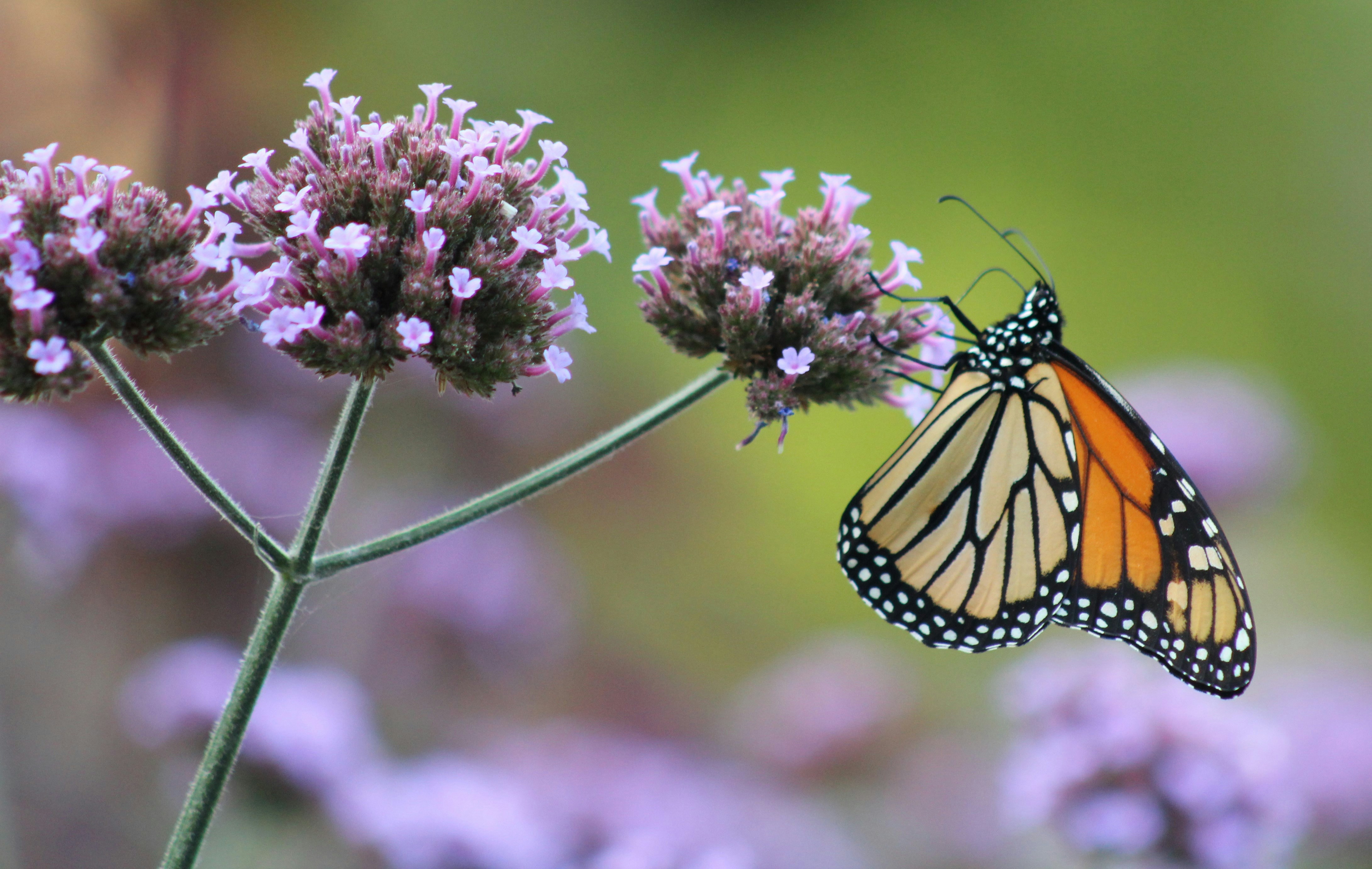 Papillon Monarque Sur Une Fleur Violette