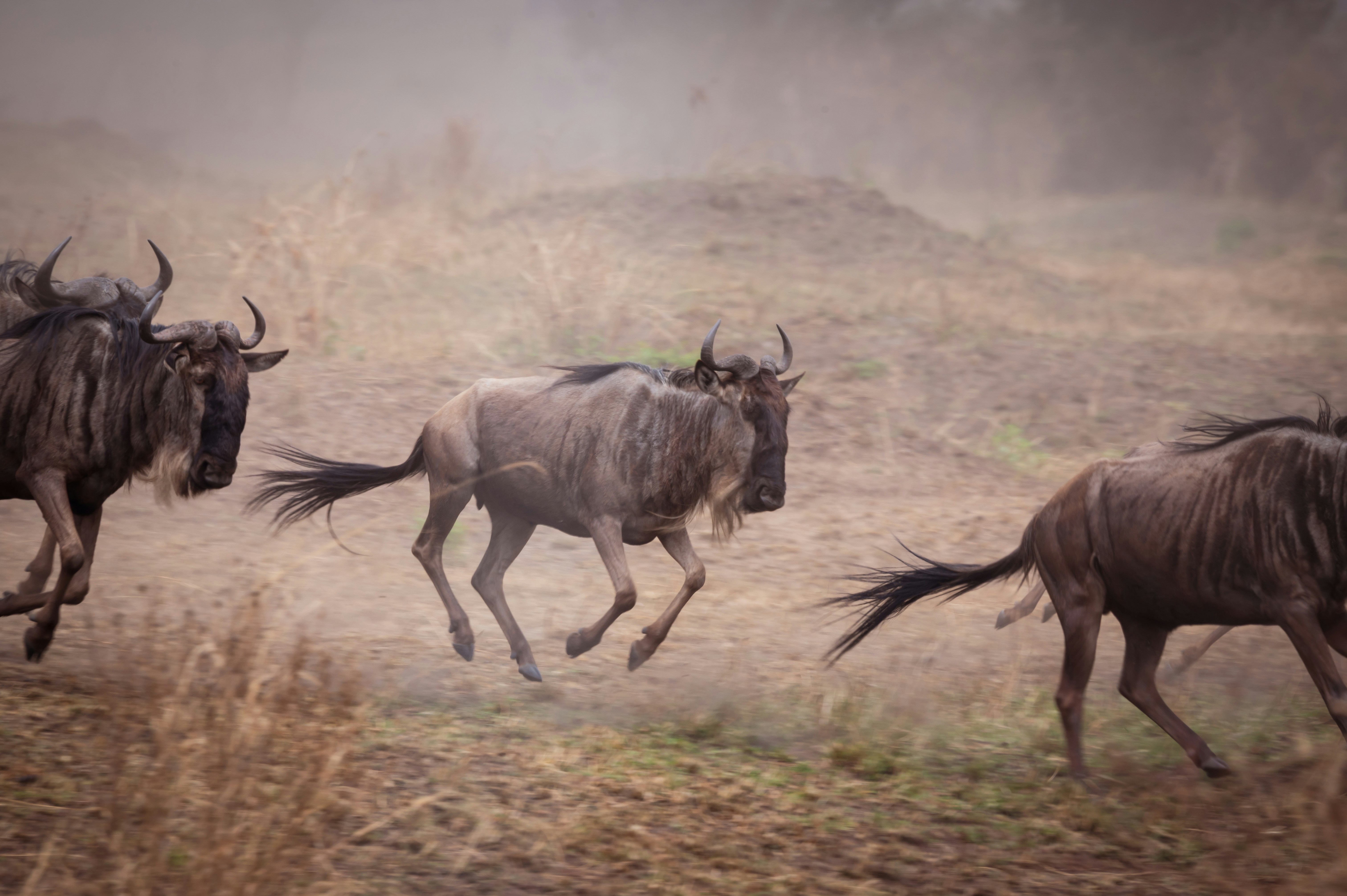 A herd of wild animals running across a field photo – Free Serengeti ...