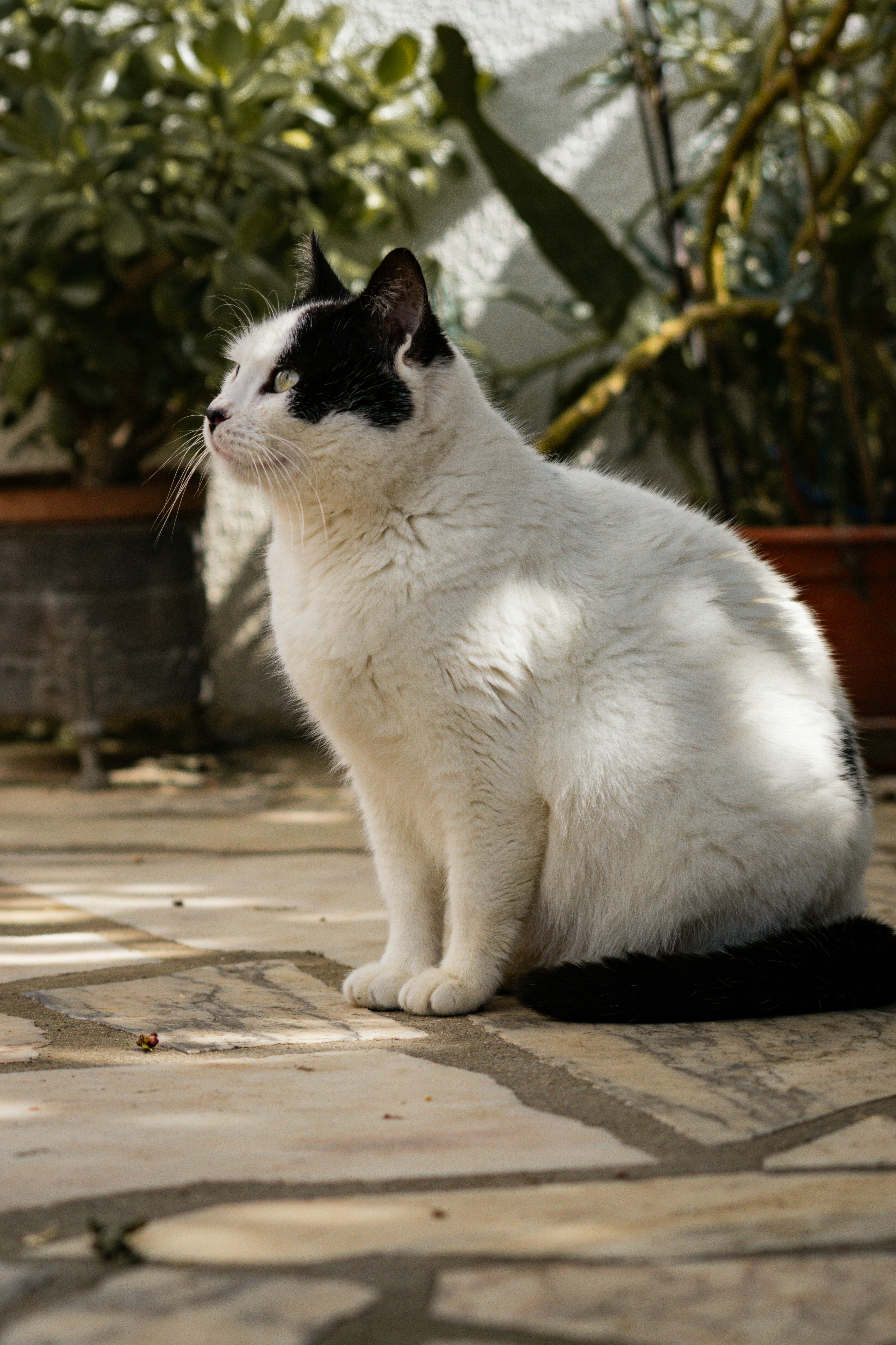 Sunlit Sentinel: A White Cat Surveys the Courtyard