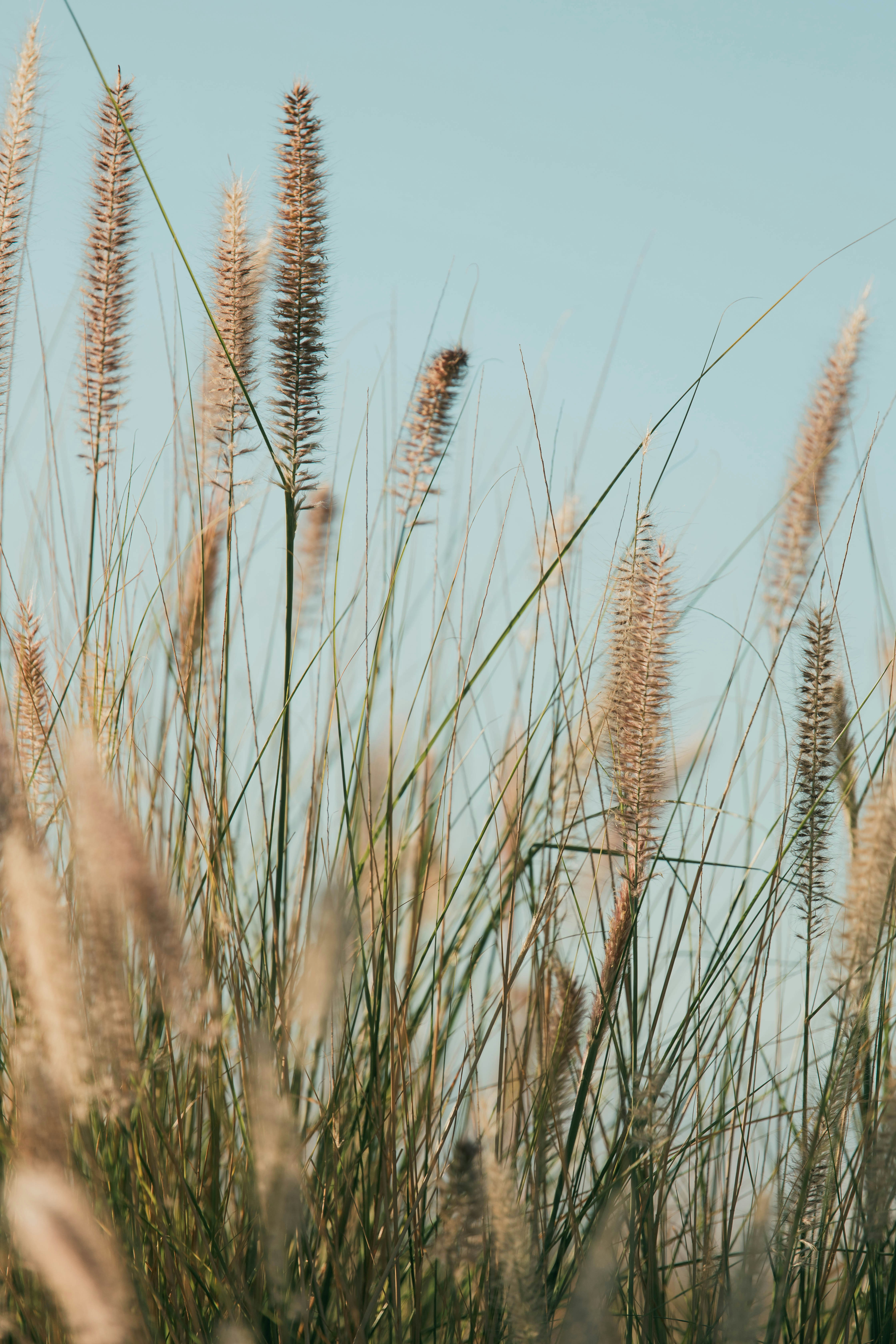 30,000+ Tall Grass Pictures | Download Free Images on Unsplash