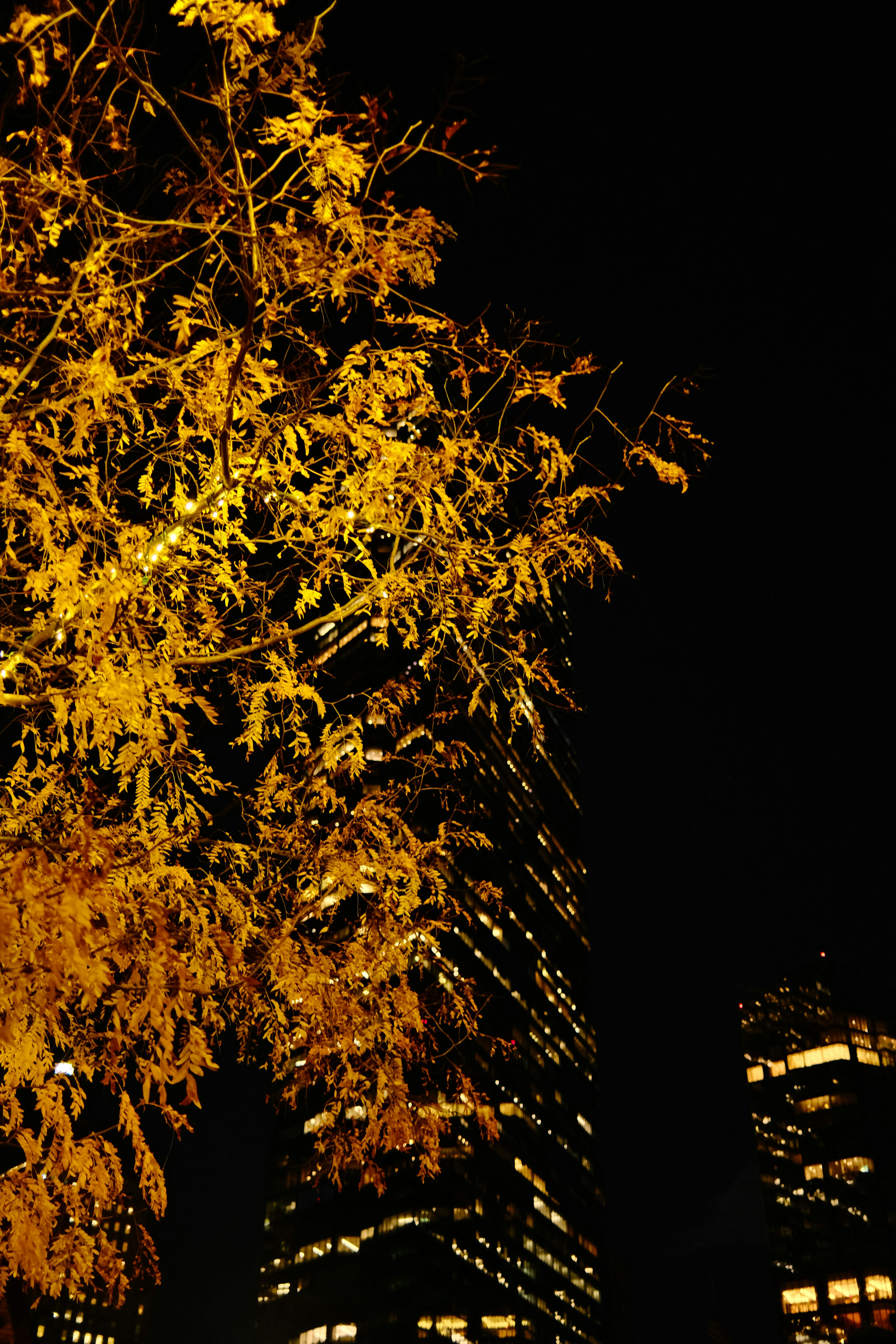 Amber Canopy Framing a Nighttime Skyline