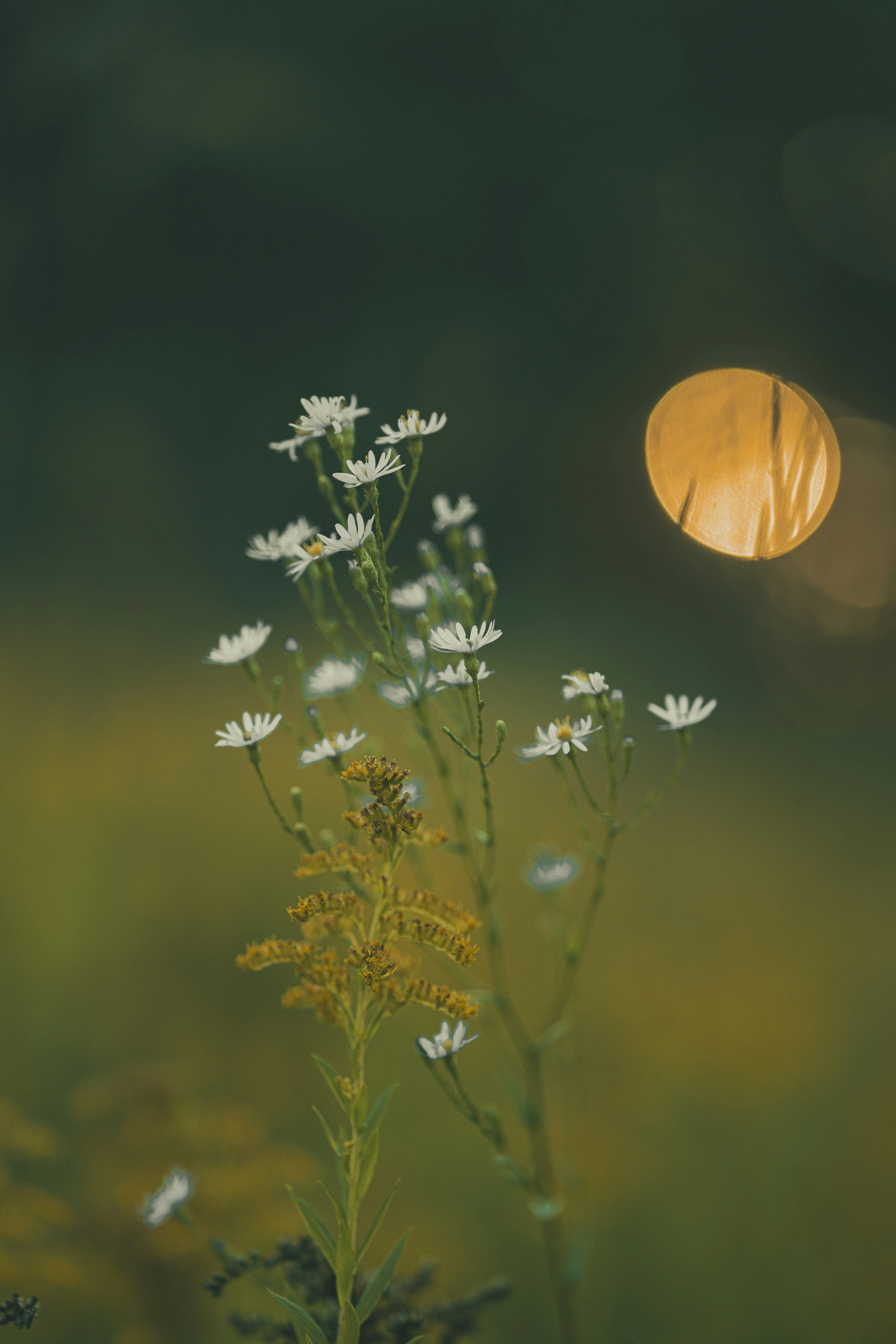 Daisy Parade at Dusk with a Golden Orbs Glow