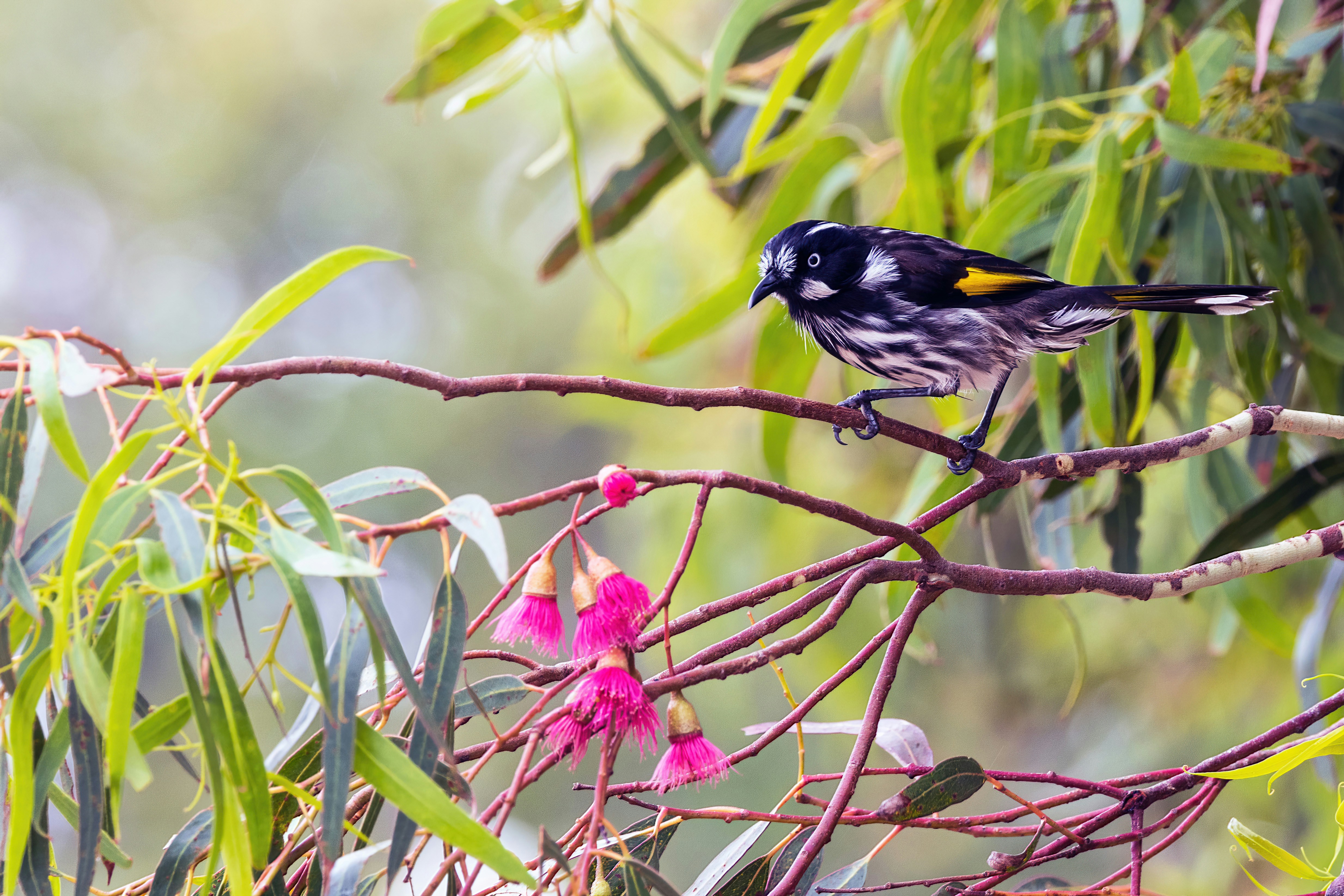 Yellow-Shouldered Black-and-White Songbird on Pink Tassels