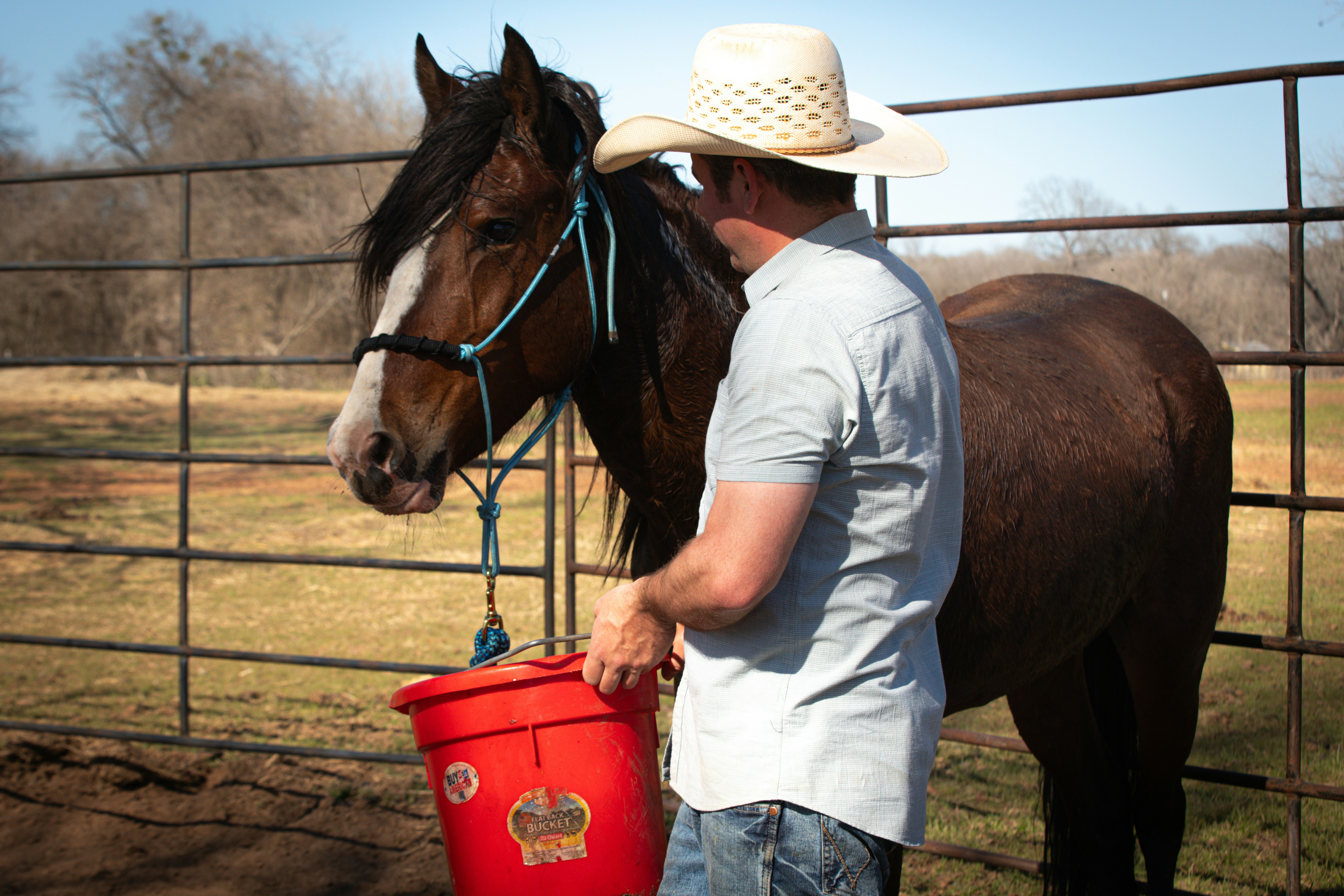 Heirloom Red Bucket: A Quiet Moment with Man and Horse