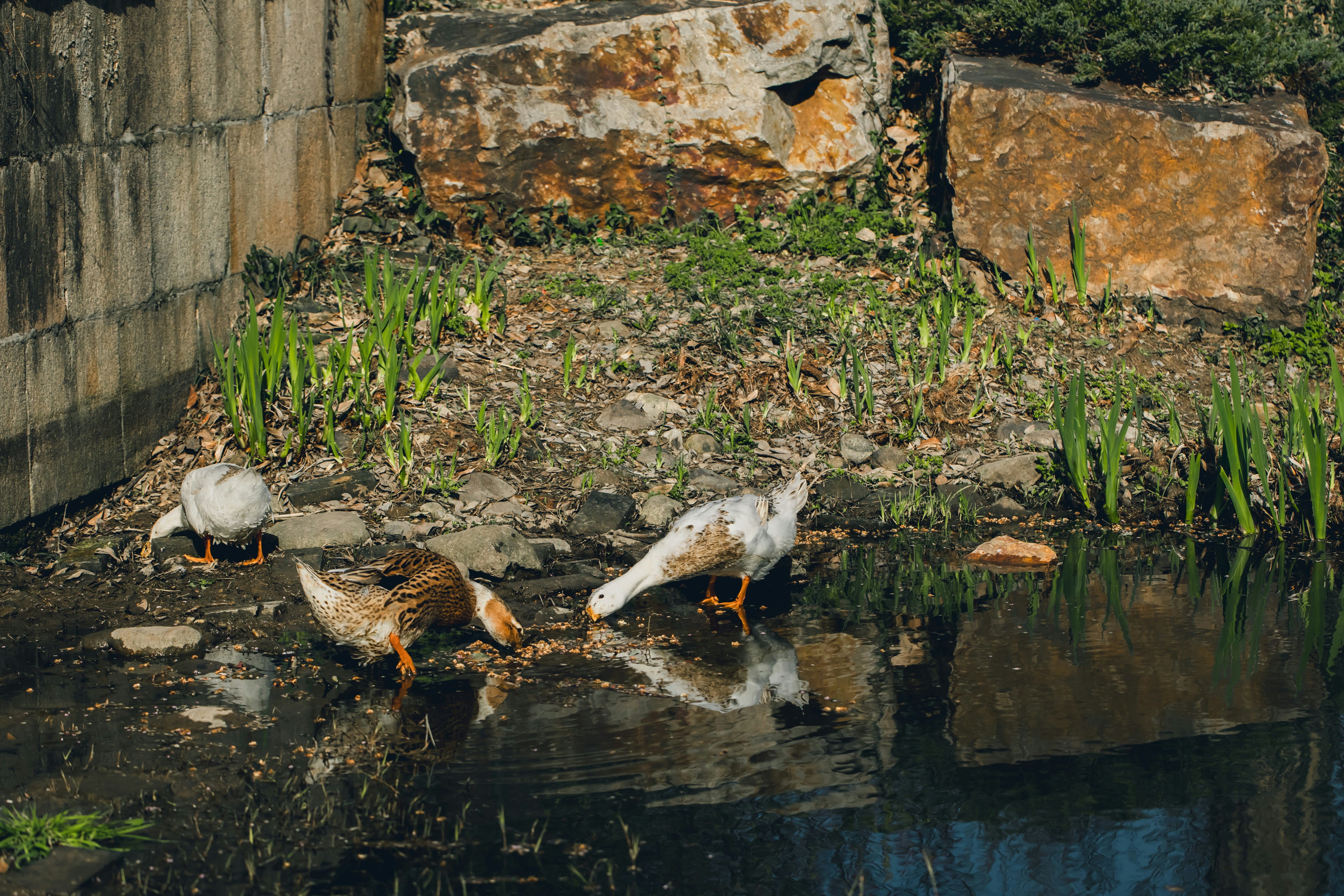 Ducks at the Muddy Edge: A Quiet Trio by Stone and Water