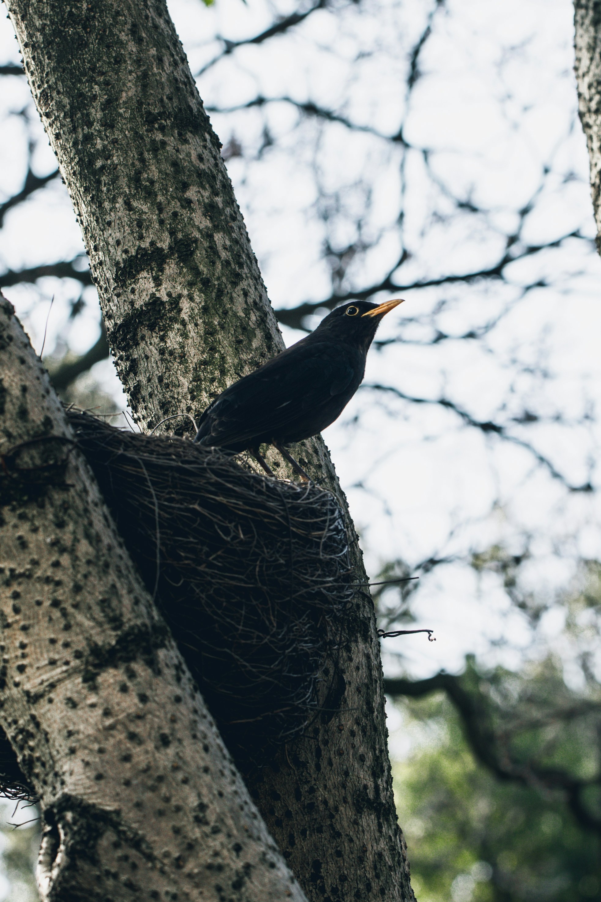 a bird sitting on top of a tree next to a nest