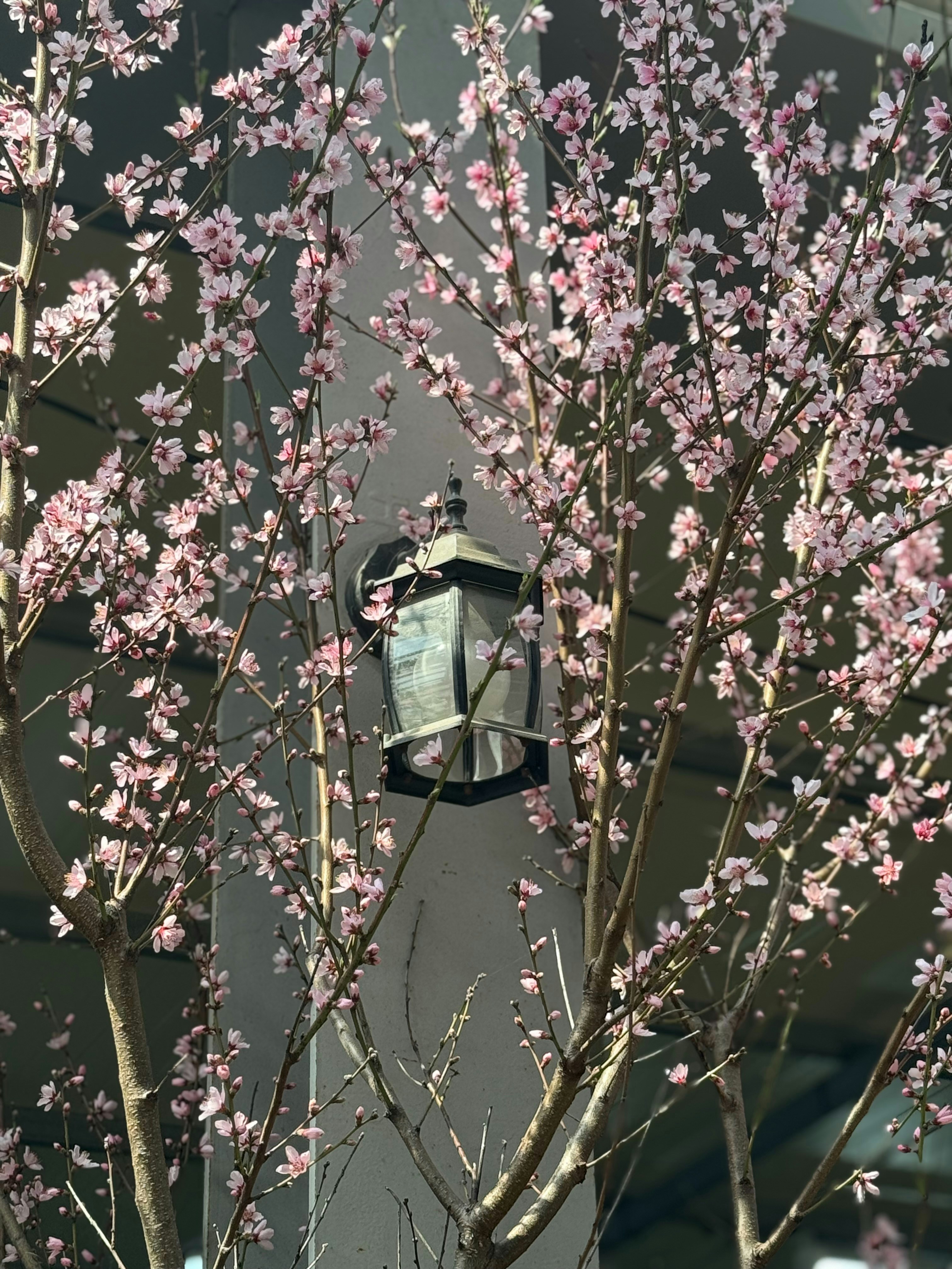 Lantern Amid Pink Blossom Corridor