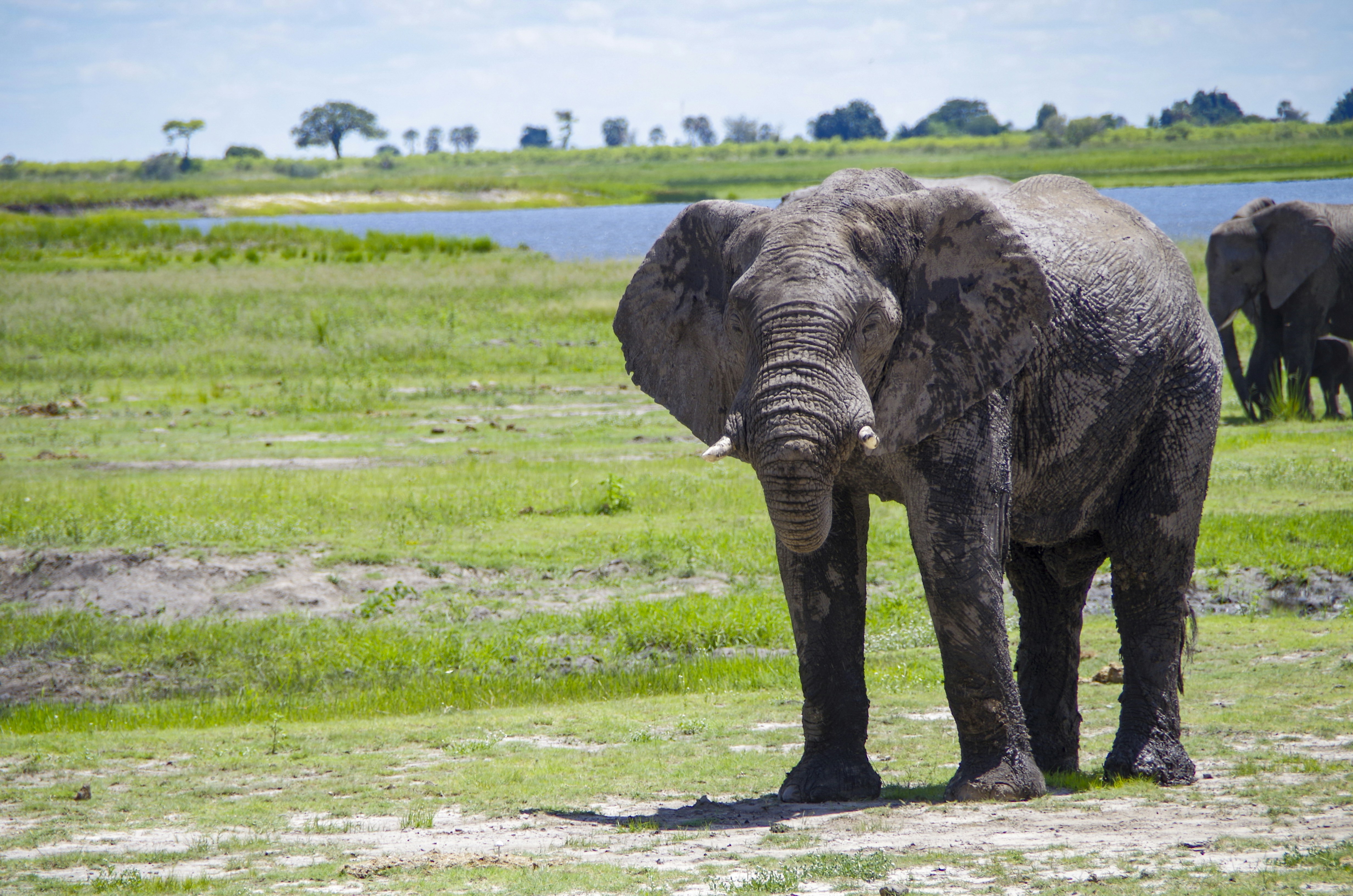 elefant, chobe