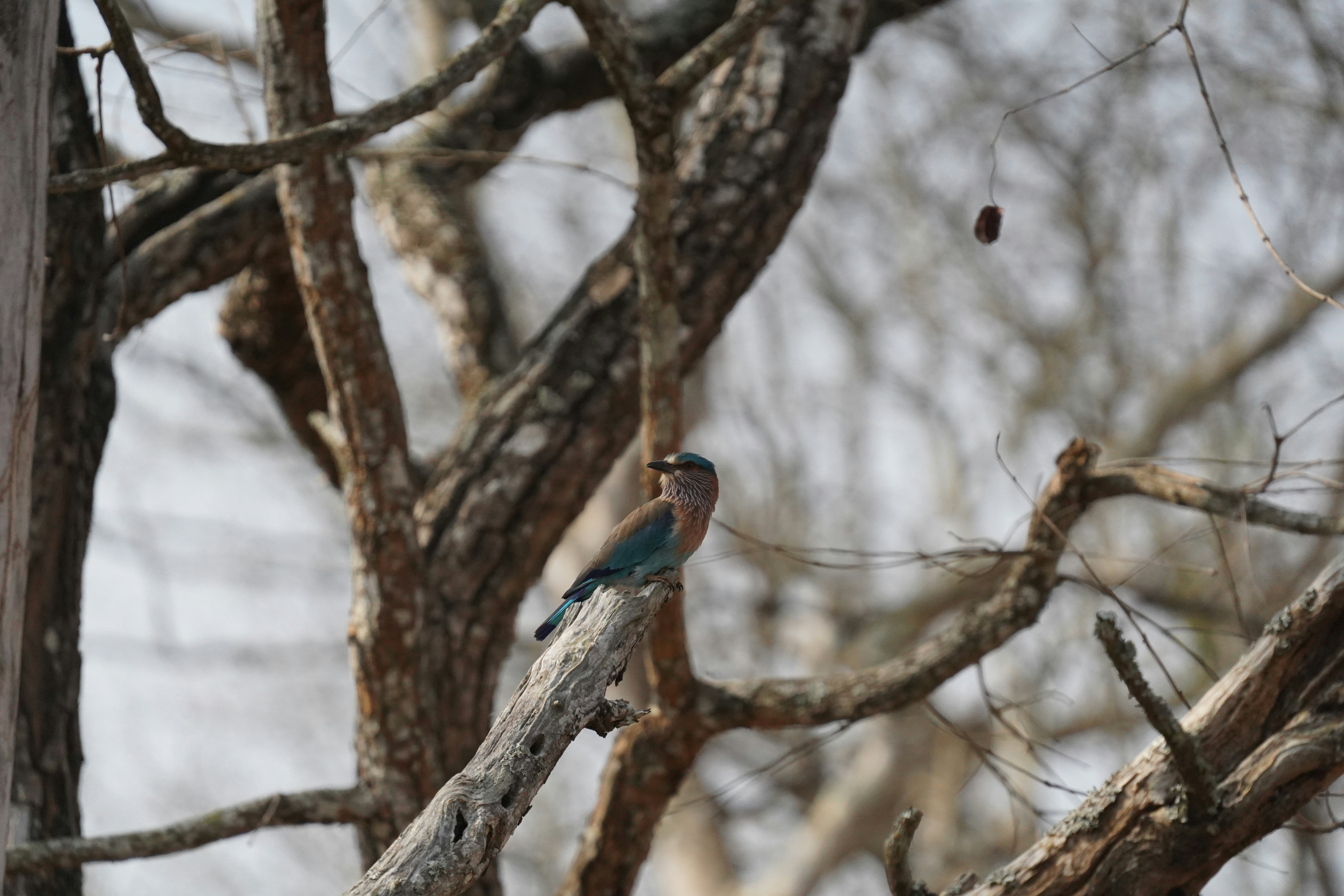 Blue-green Kingfisher Framed by Winter Branches