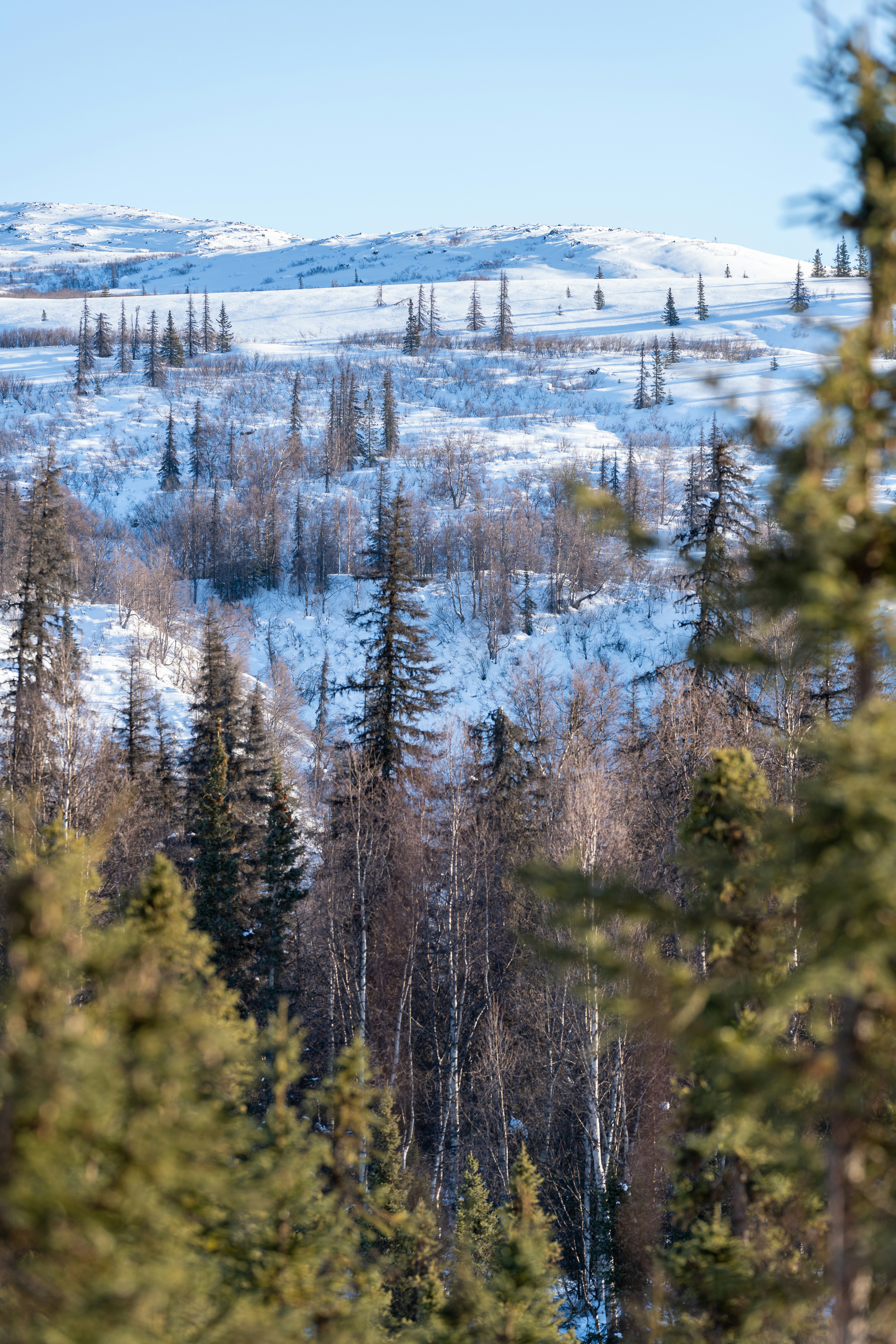Una vista de una montaña nevada con árboles en primer plano foto ...
